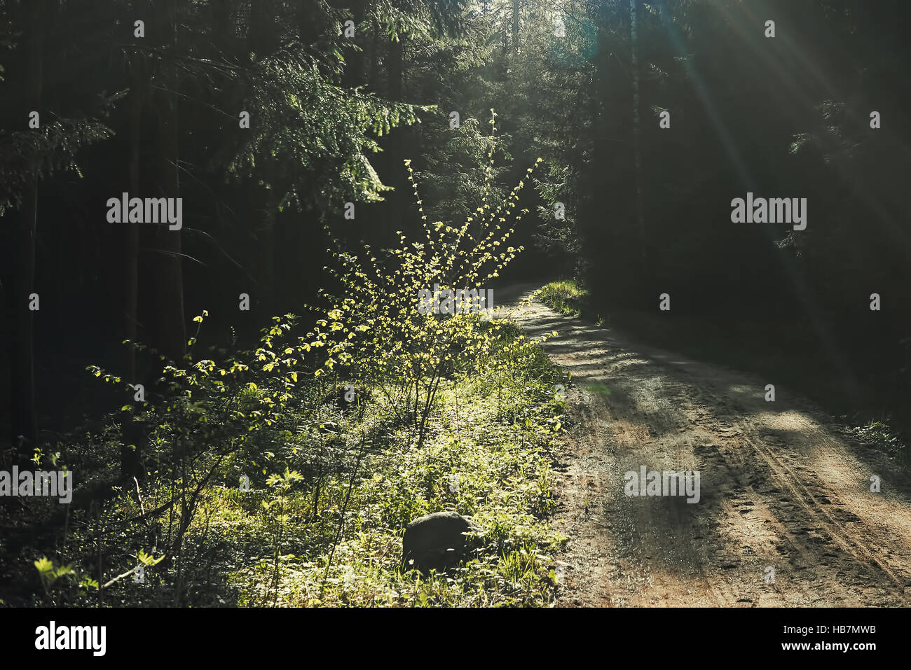 Scenic forest. Vintage forest background Stock Photo - Alamy