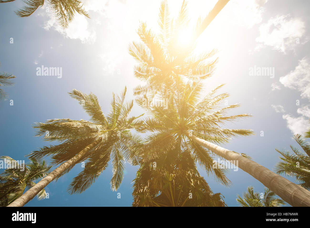 Palm Trees Sun Light Hot Equator Nature Landscape Tropical Background ...