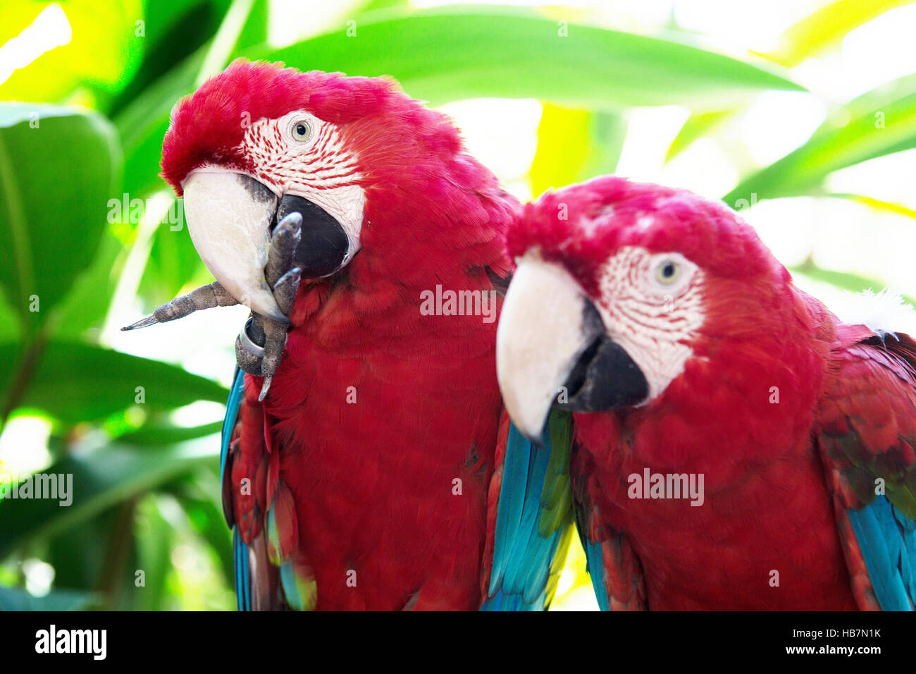 Parrots look hi-res stock photography and images - Alamy