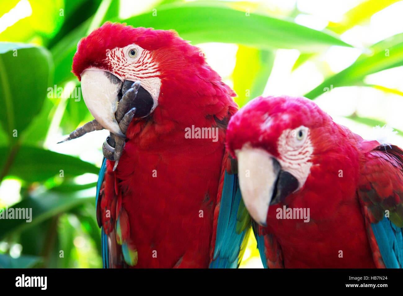 Parrots look hi-res stock photography and images - Alamy