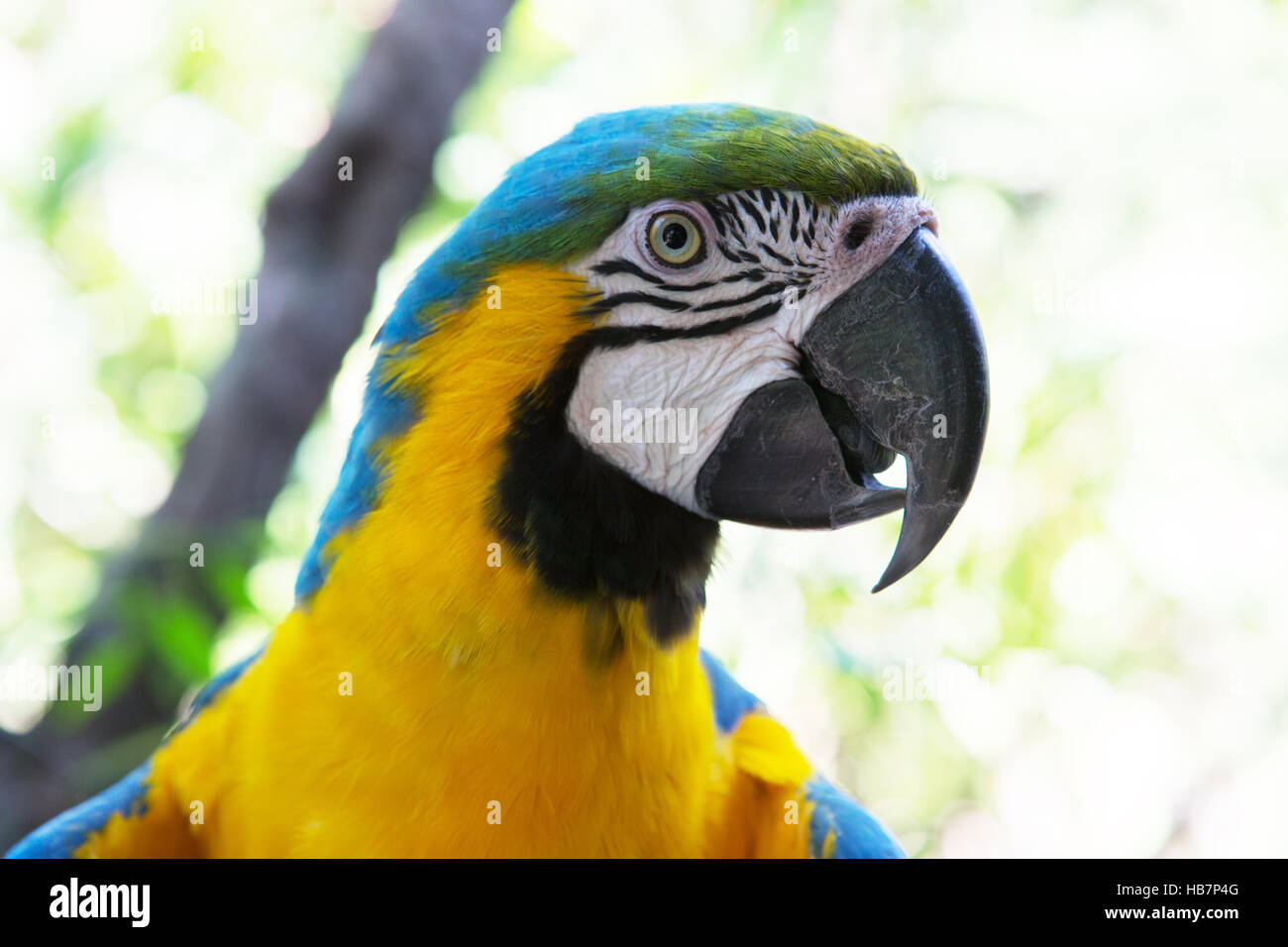 Beautiful speaking green parrot hi-res stock photography and images - Alamy