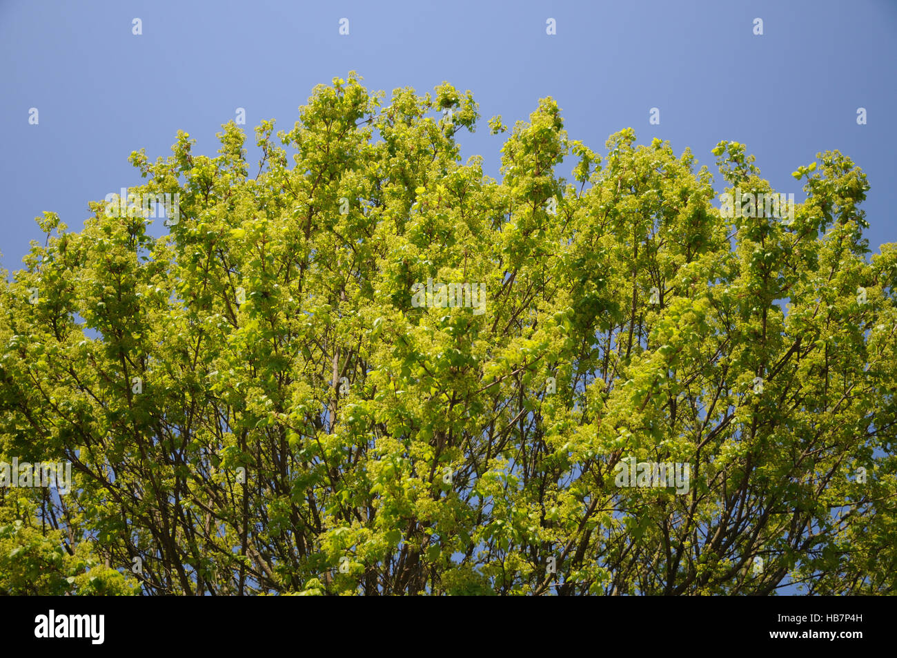 Acer campestre Nanum, Dwarf field maple Stock Photo - Alamy