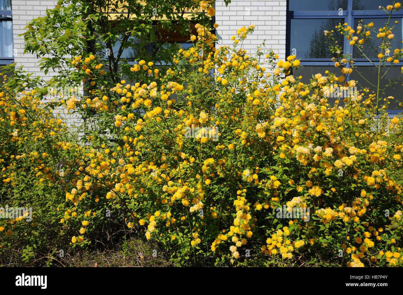 Kerria japonica Pleniflora Stock Photo - Alamy