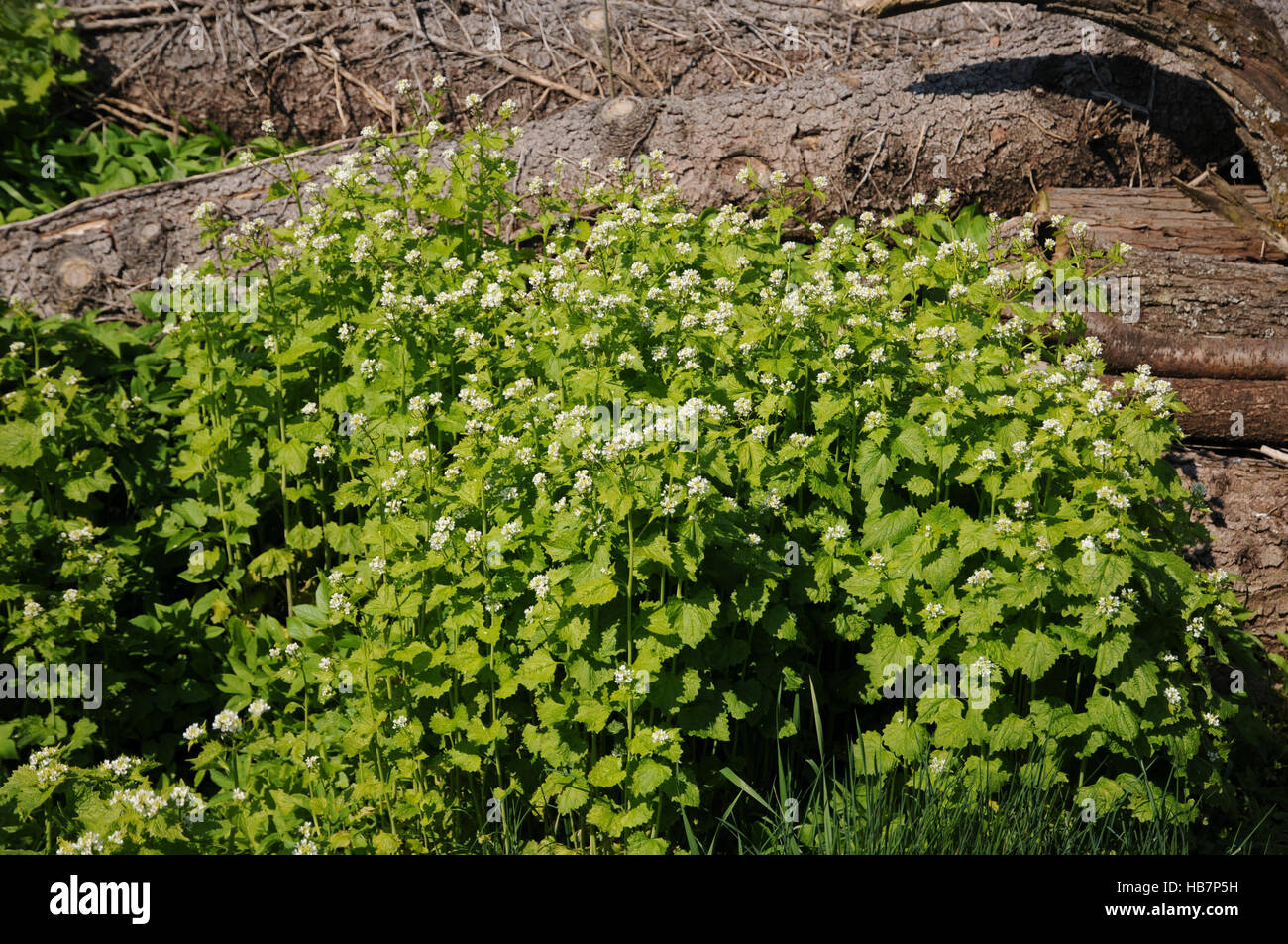 Plant alliaria officinalis hi-res stock photography and images - Alamy