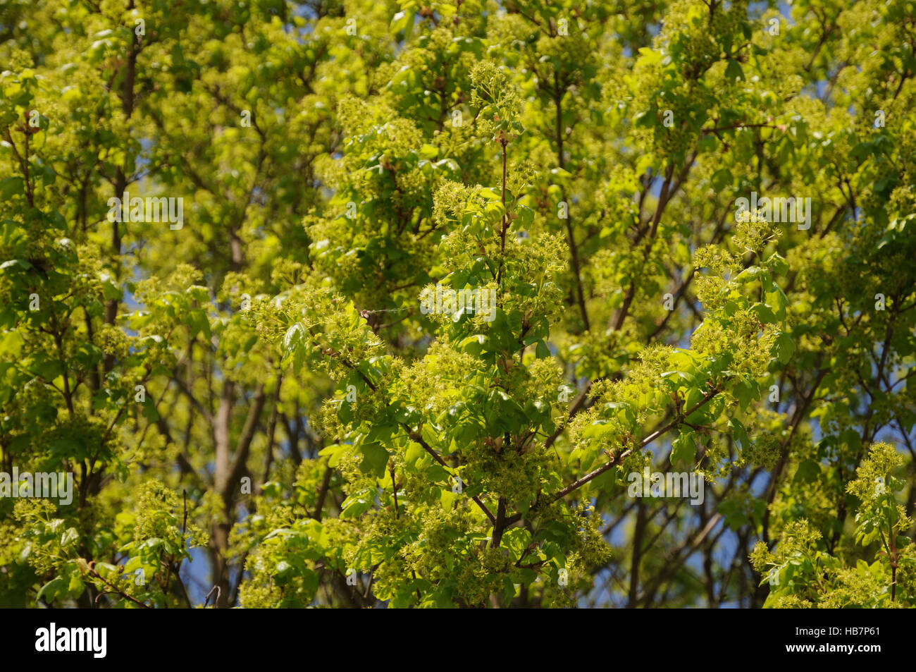Acer campestre nanum dwarf field hi-res stock photography and images ...