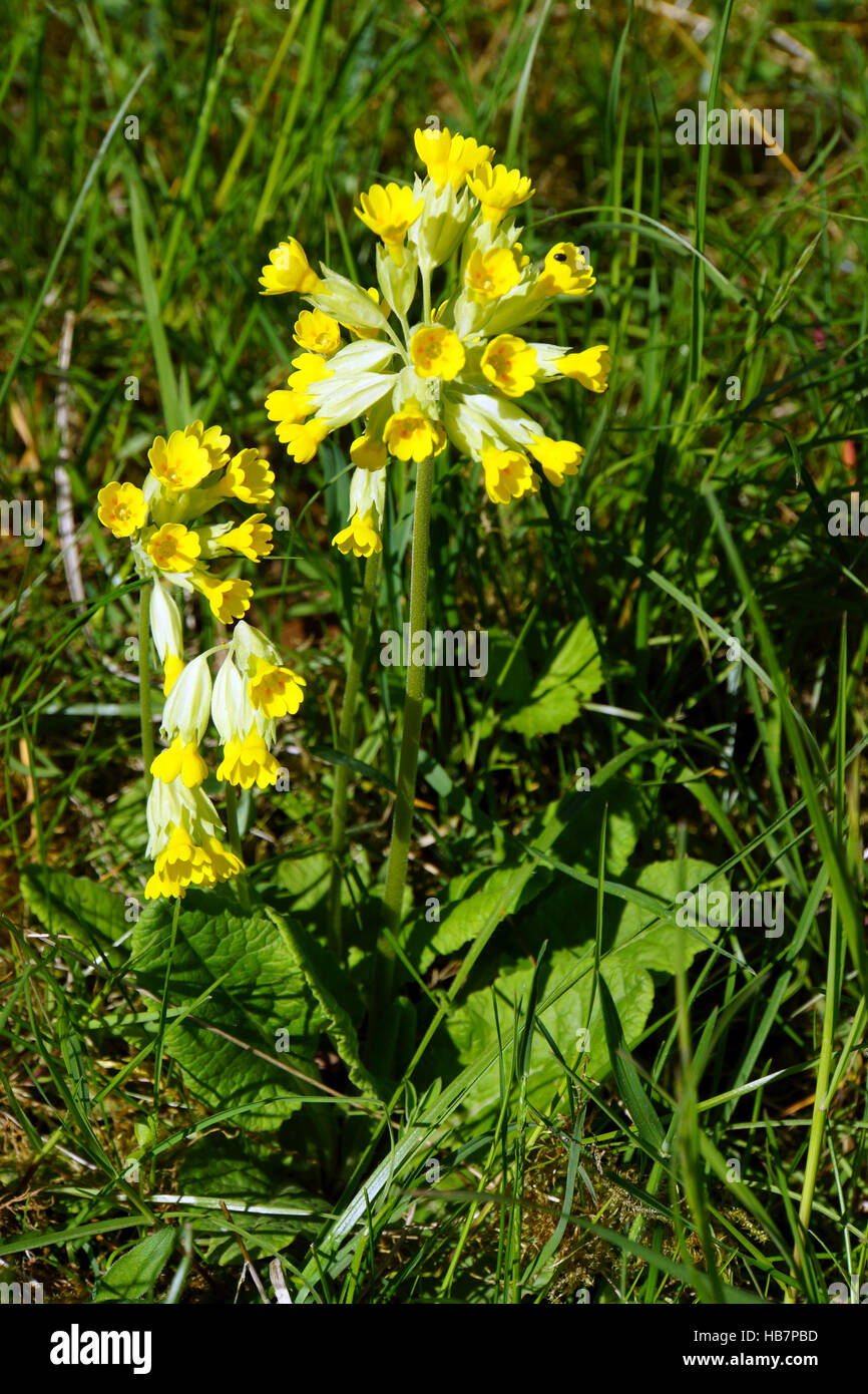 cowslip, common cowslip, cowslip primrose Stock Photo - Alamy