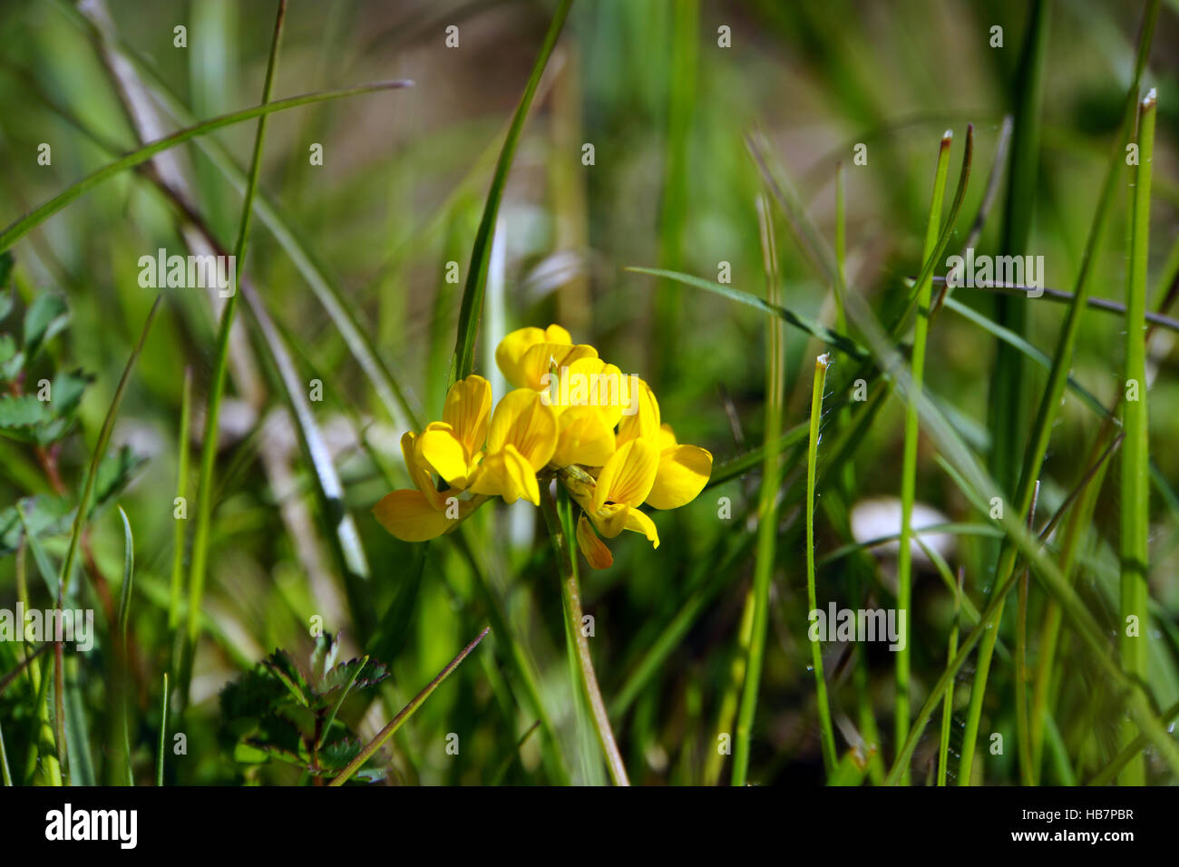Hippocrepis hi-res stock photography and images - Alamy