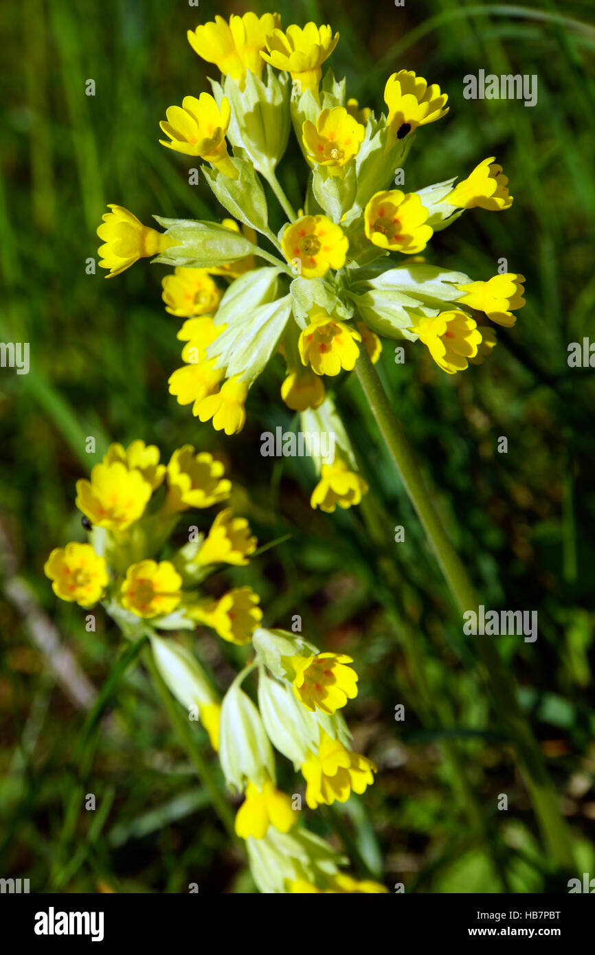 cowslip, common cowslip, cowslip primrose Stock Photo - Alamy