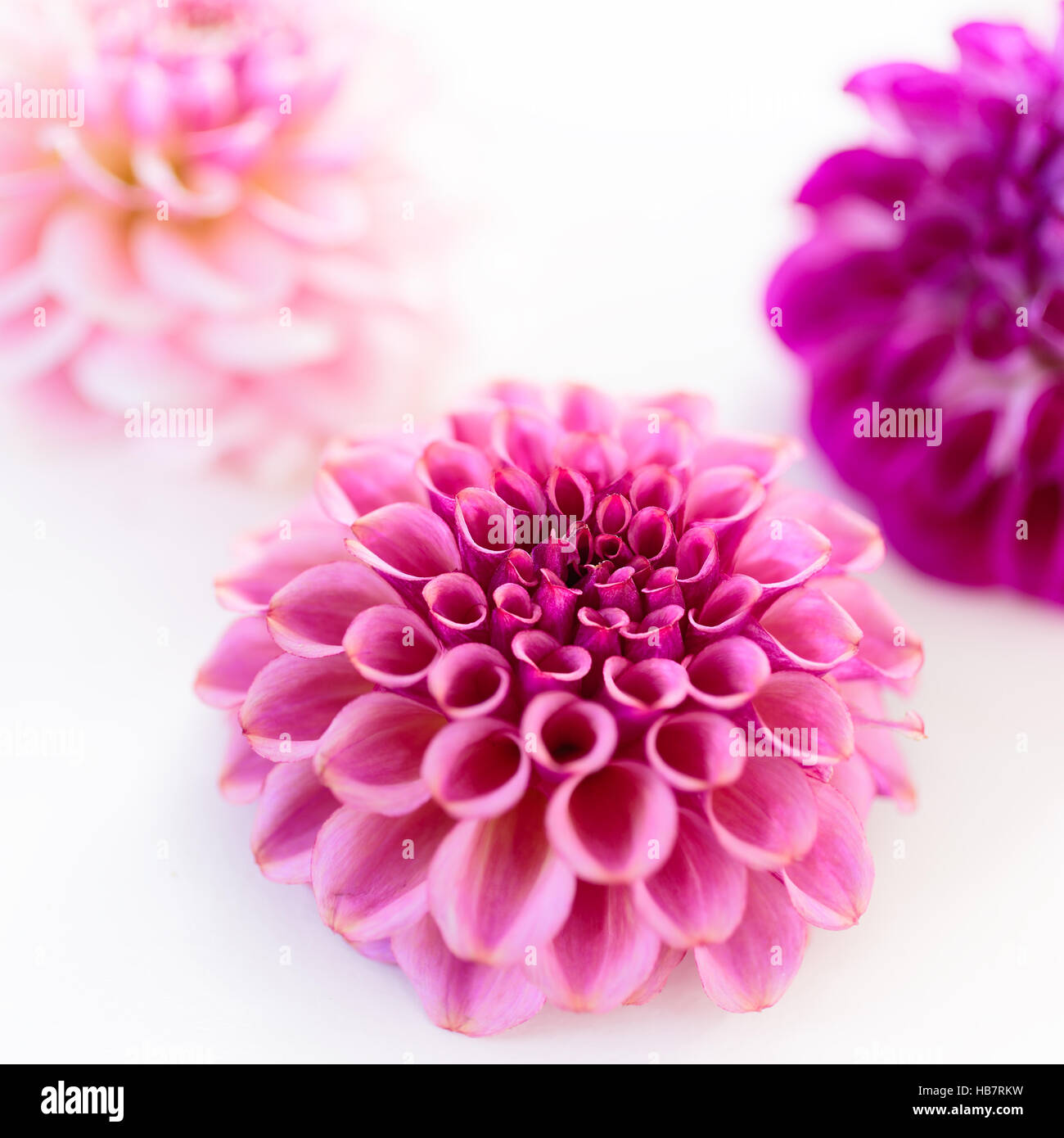 Selective color pink flower hi-res stock photography and images - Alamy