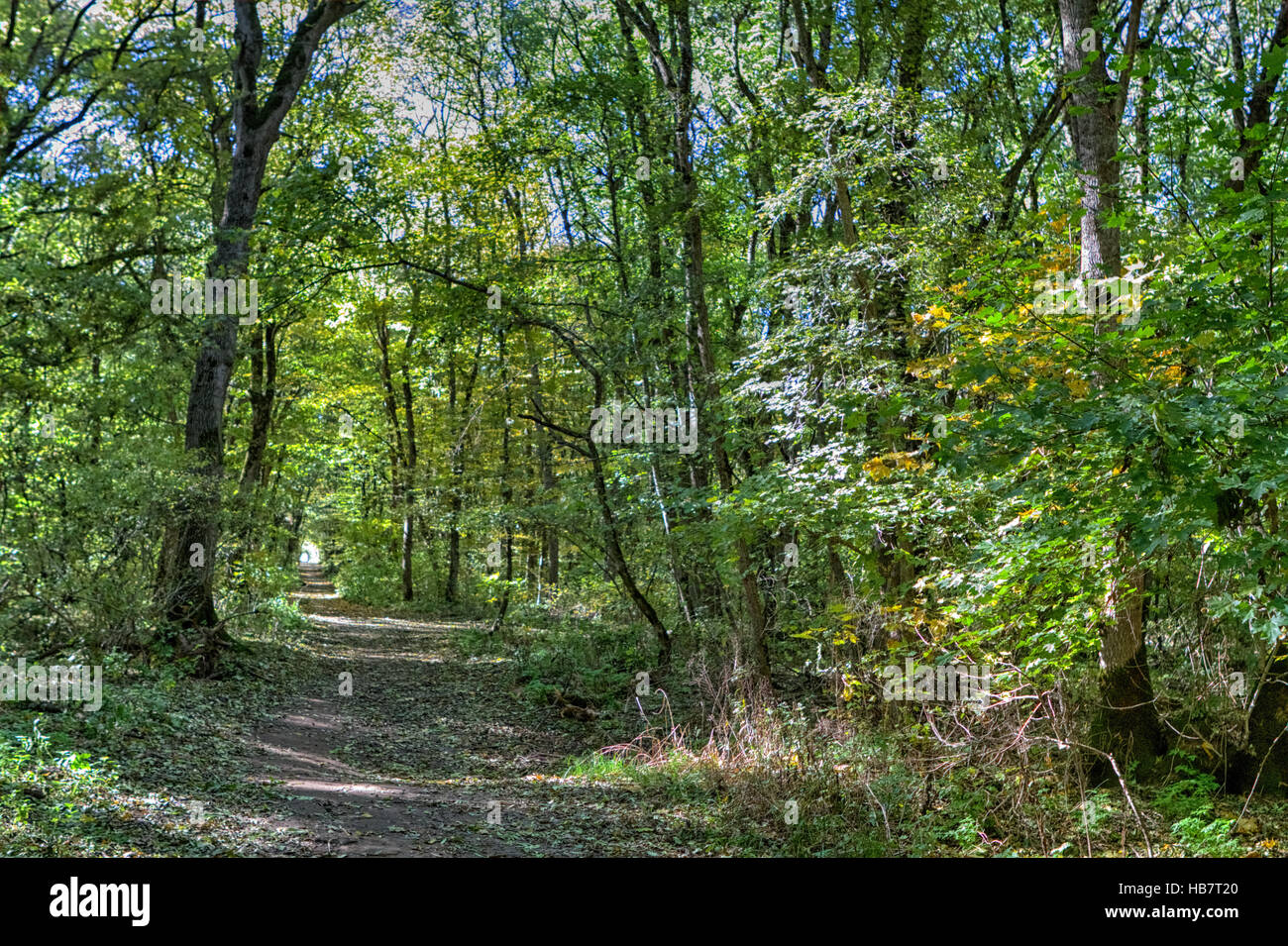 Eaves on tree hi-res stock photography and images - Alamy