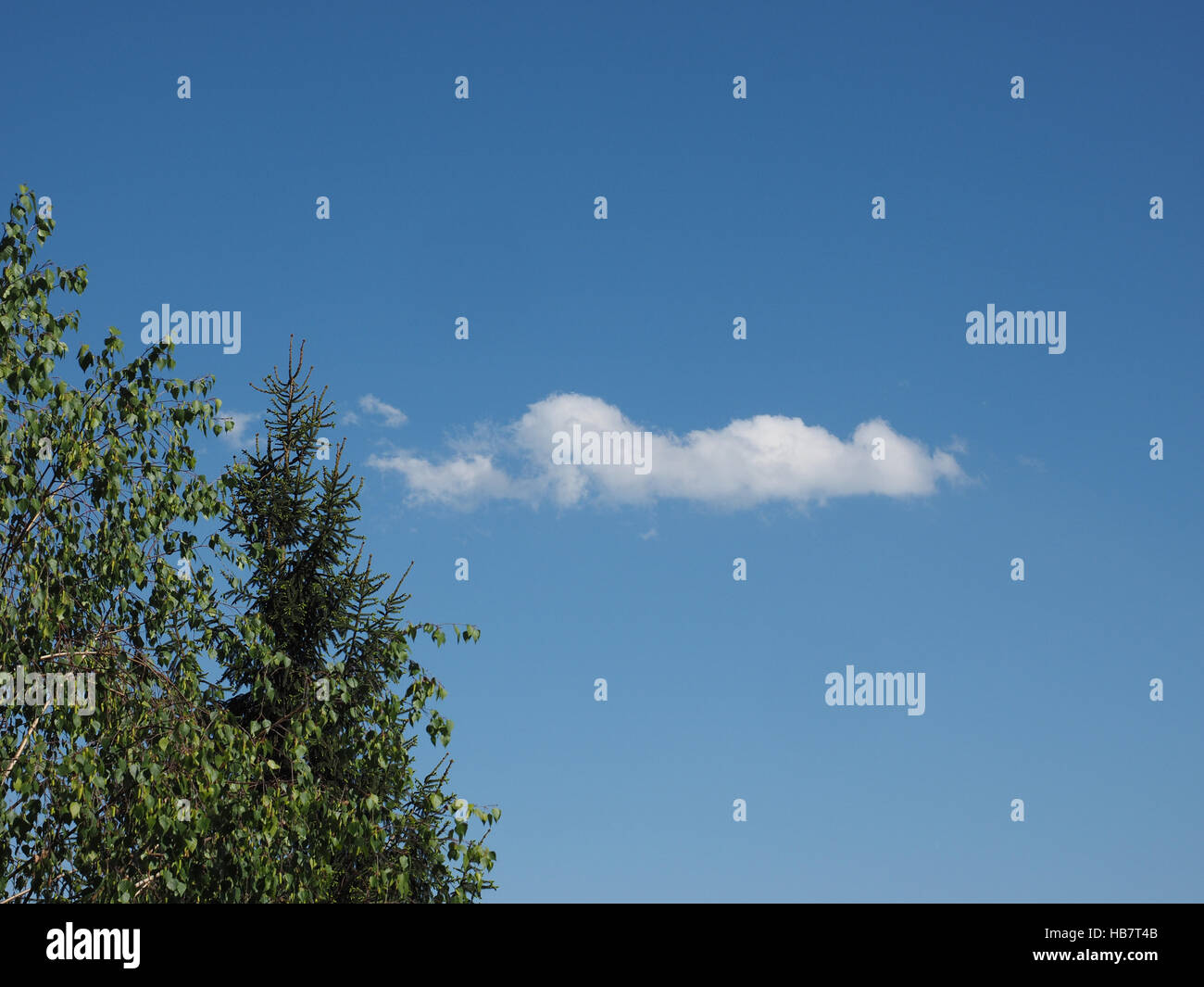 Tree and blue sky with clouds background Stock Photo - Alamy