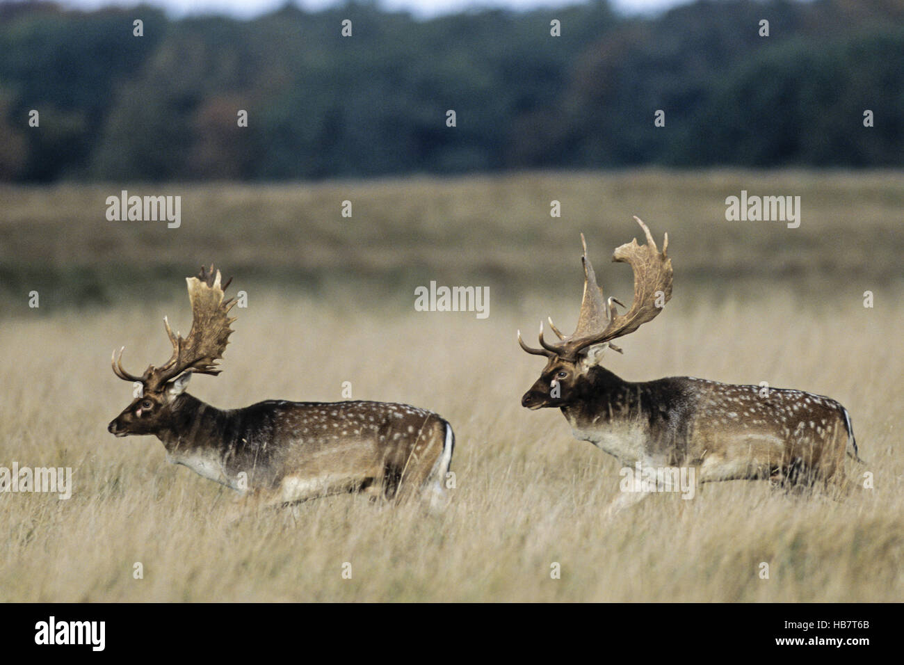 Fallow Deer fighting bucks Stock Photo - Alamy