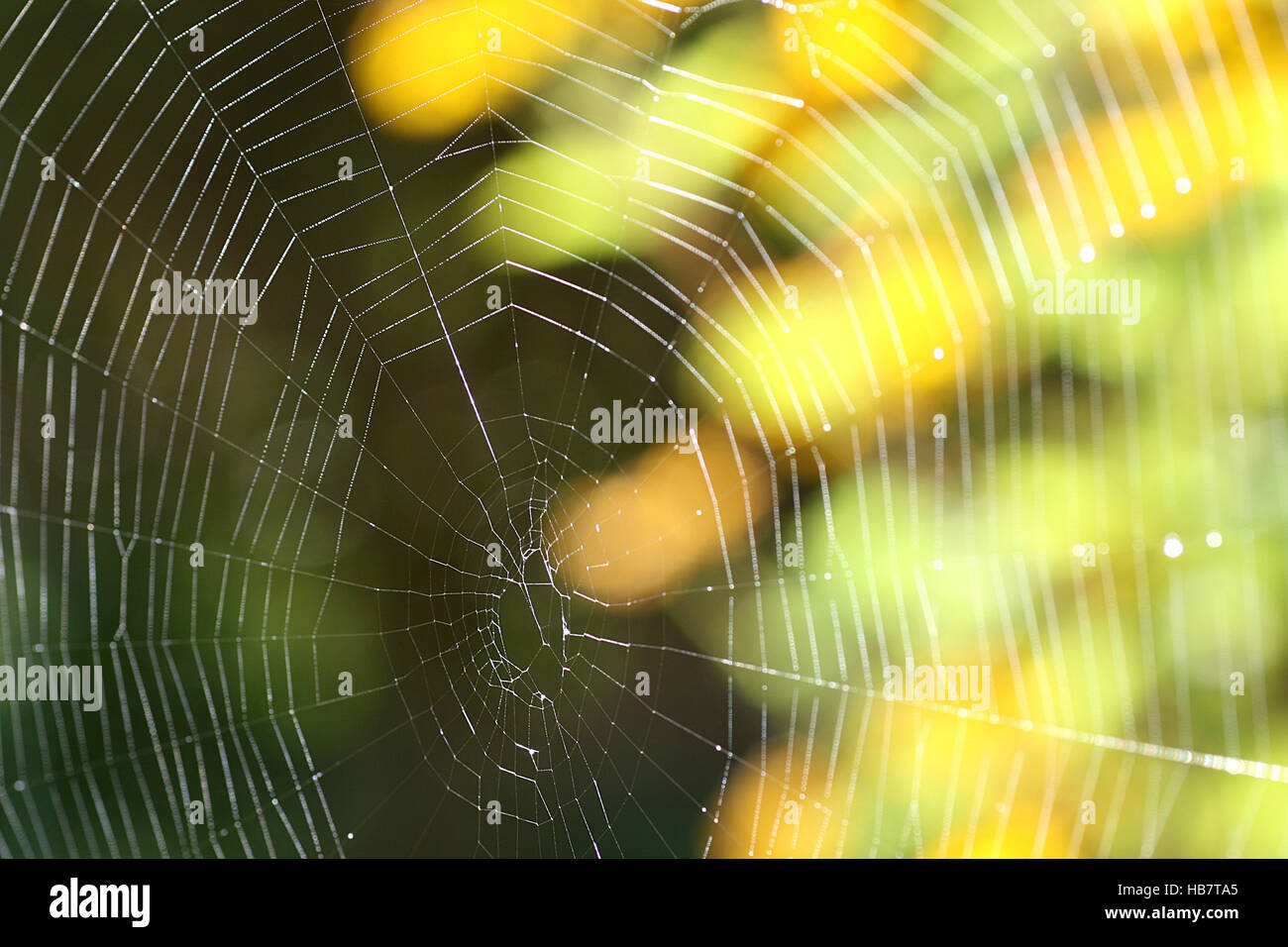 Radnetz spinne hi-res stock photography and images - Alamy