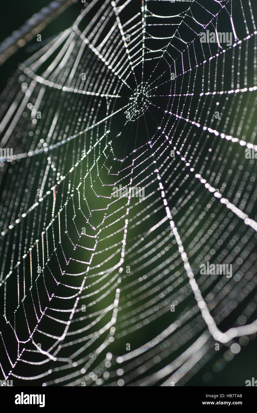 Radnetz spinne hi-res stock photography and images - Alamy