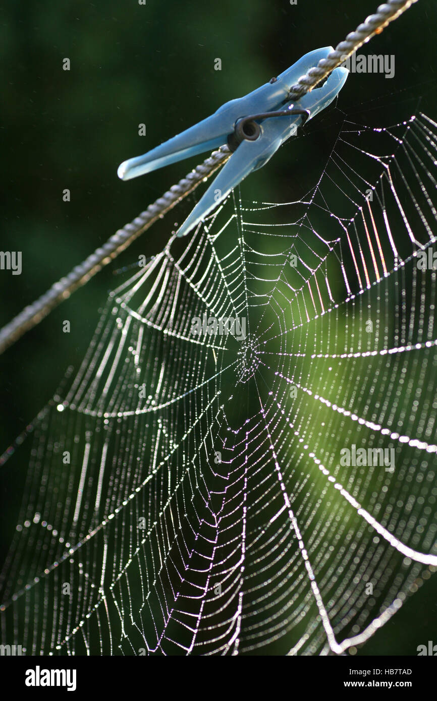 Radnetz spinne hi-res stock photography and images - Alamy