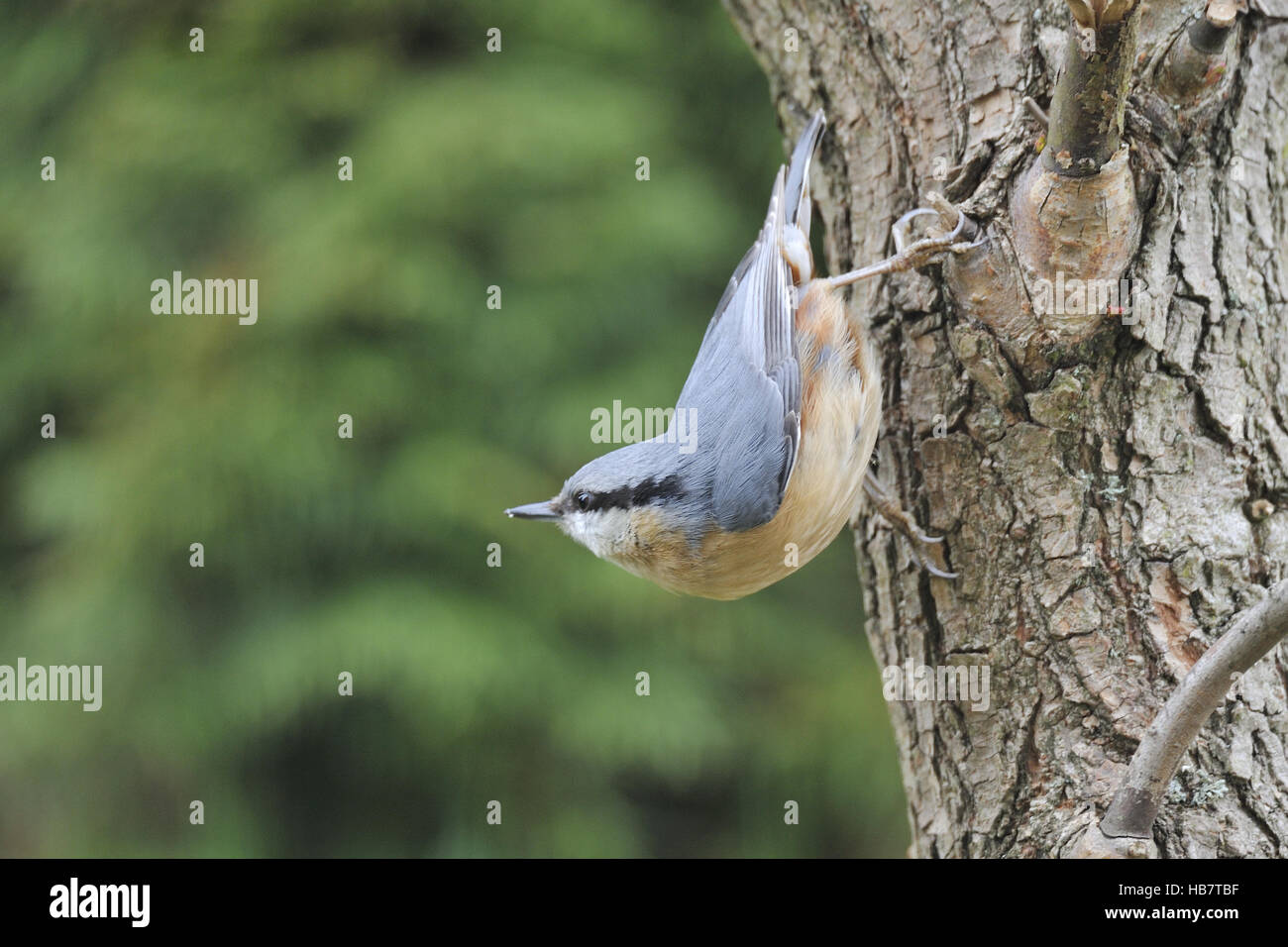 Eurasian nuthatch hi-res stock photography and images - Alamy