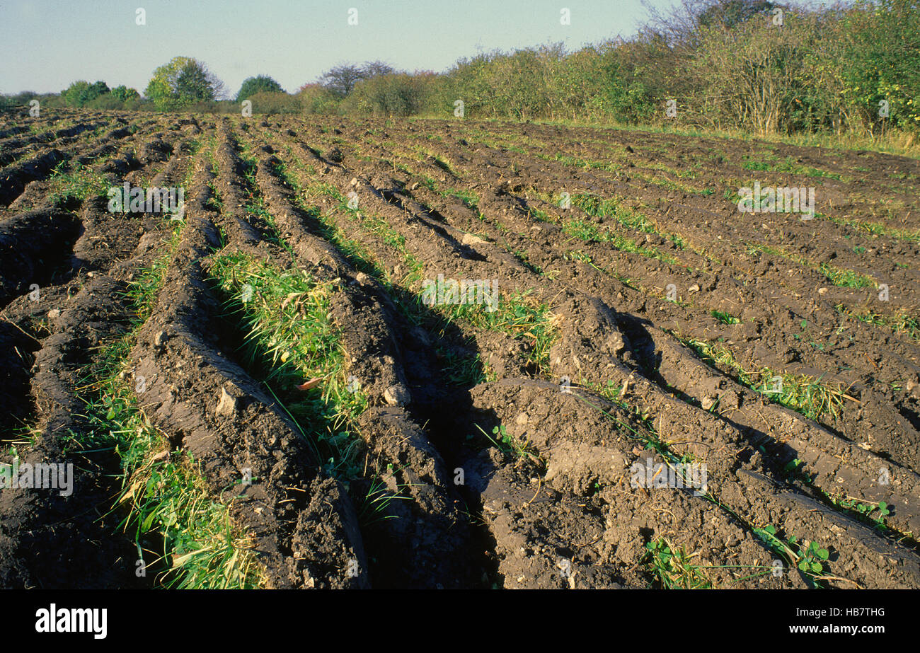 Agriculture field hi-res stock photography and images - Alamy