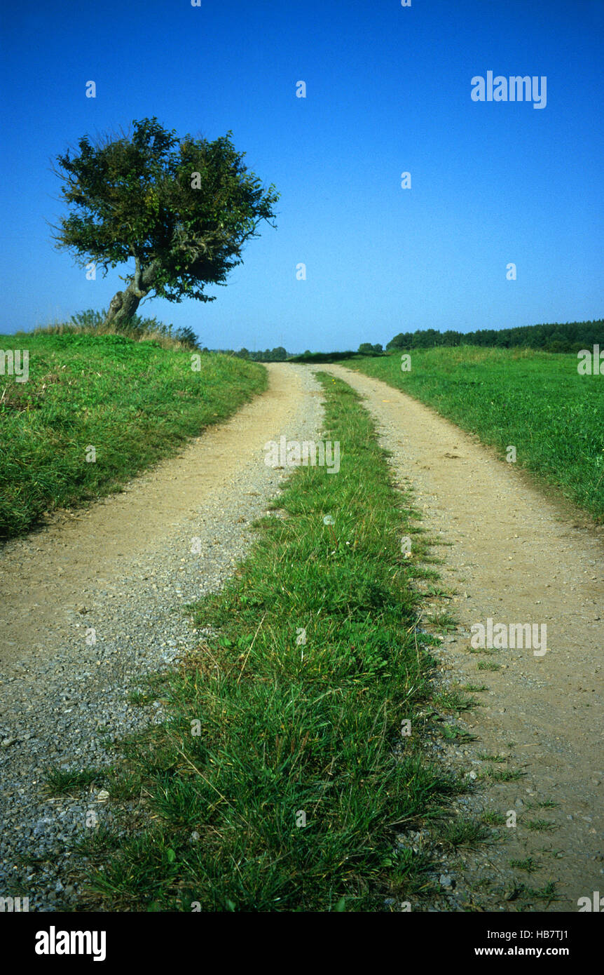way, path, tree Stock Photo - Alamy
