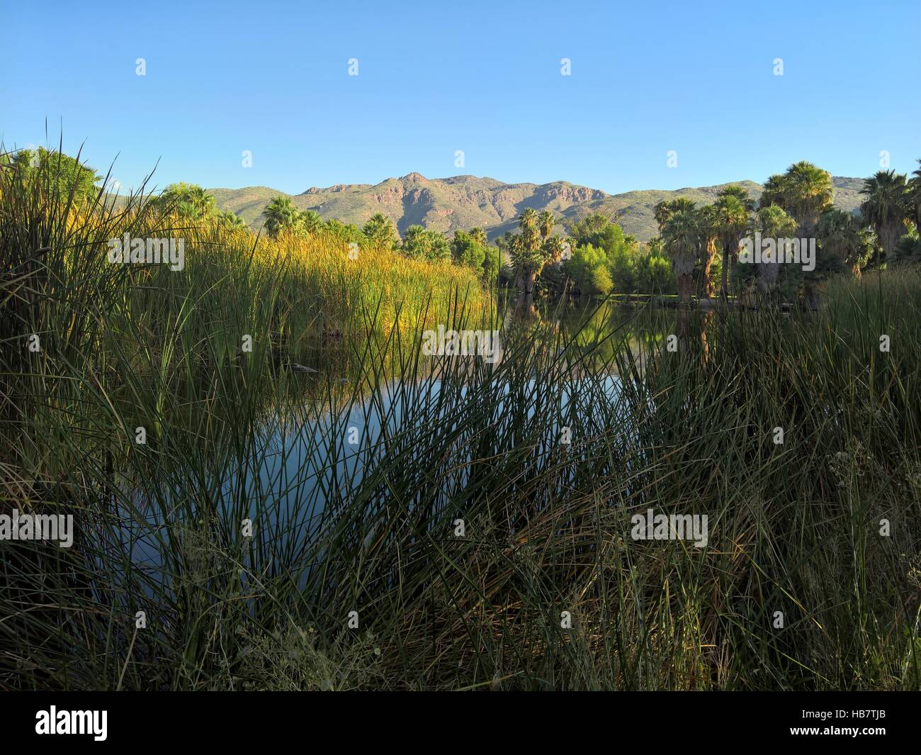 Agua Caliente Regional Park High Resolution Stock Photography and ...
