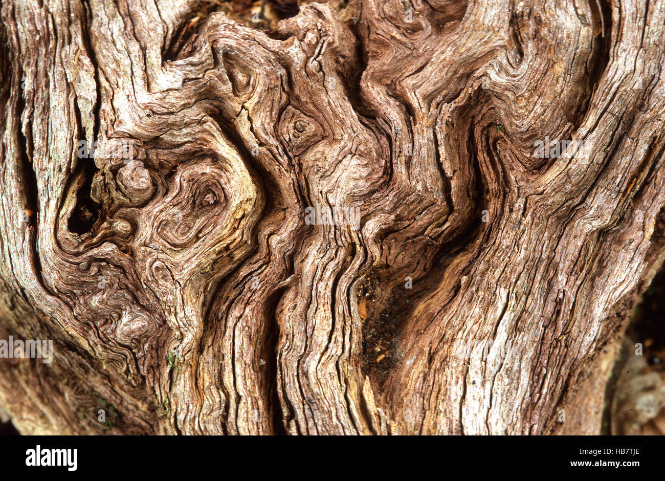 root, root grain, rootwood Stock Photo - Alamy
