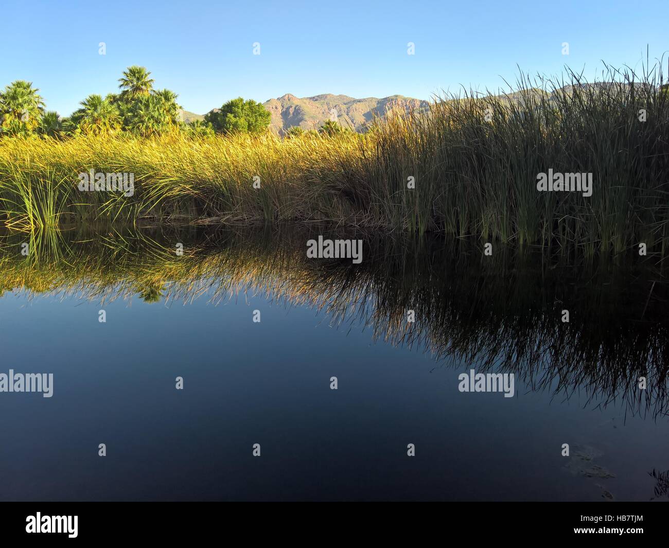 Agua caliente regional park hi-res stock photography and images - Alamy