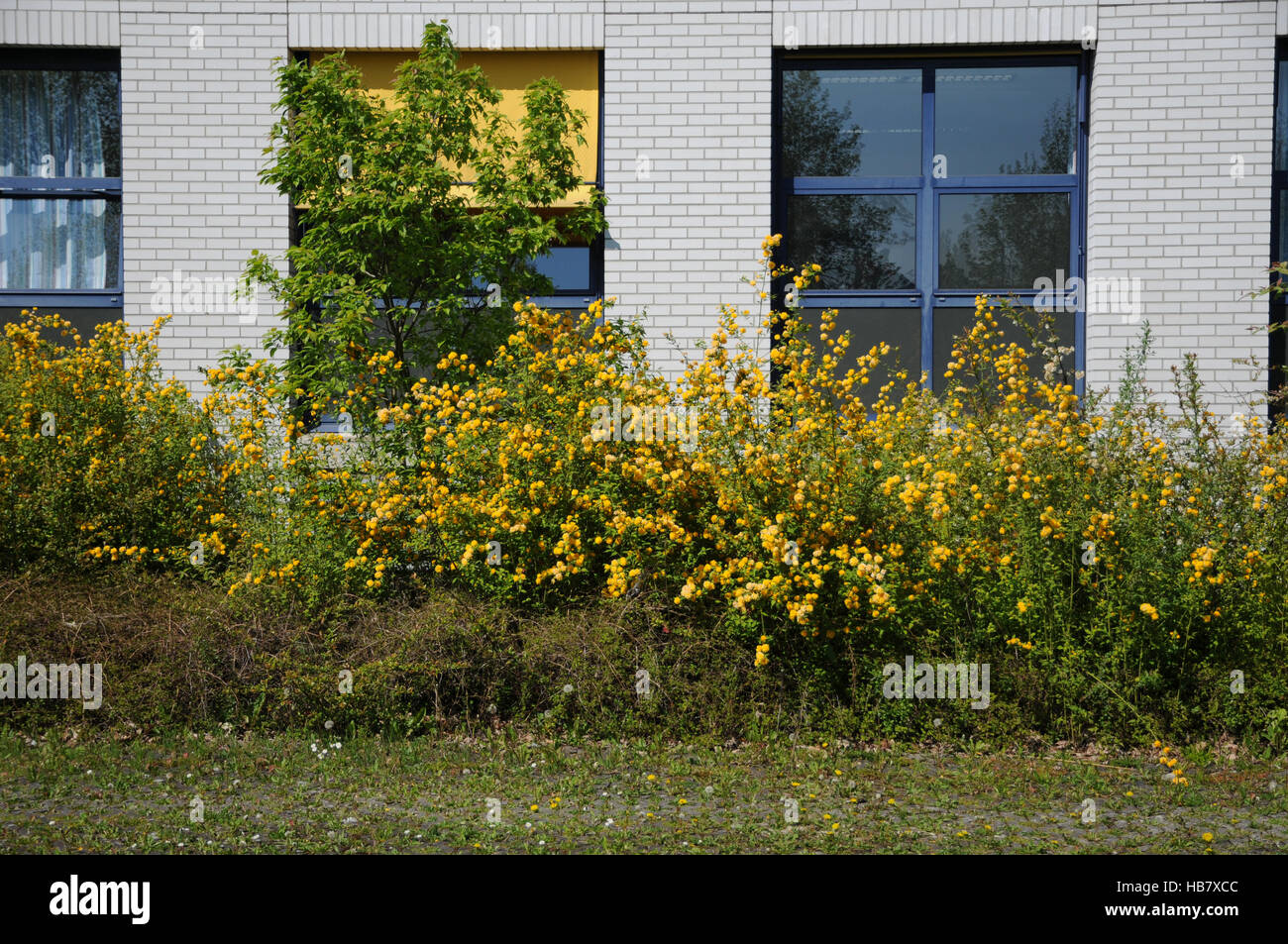 Kerria japonica Pleniflora Stock Photo - Alamy