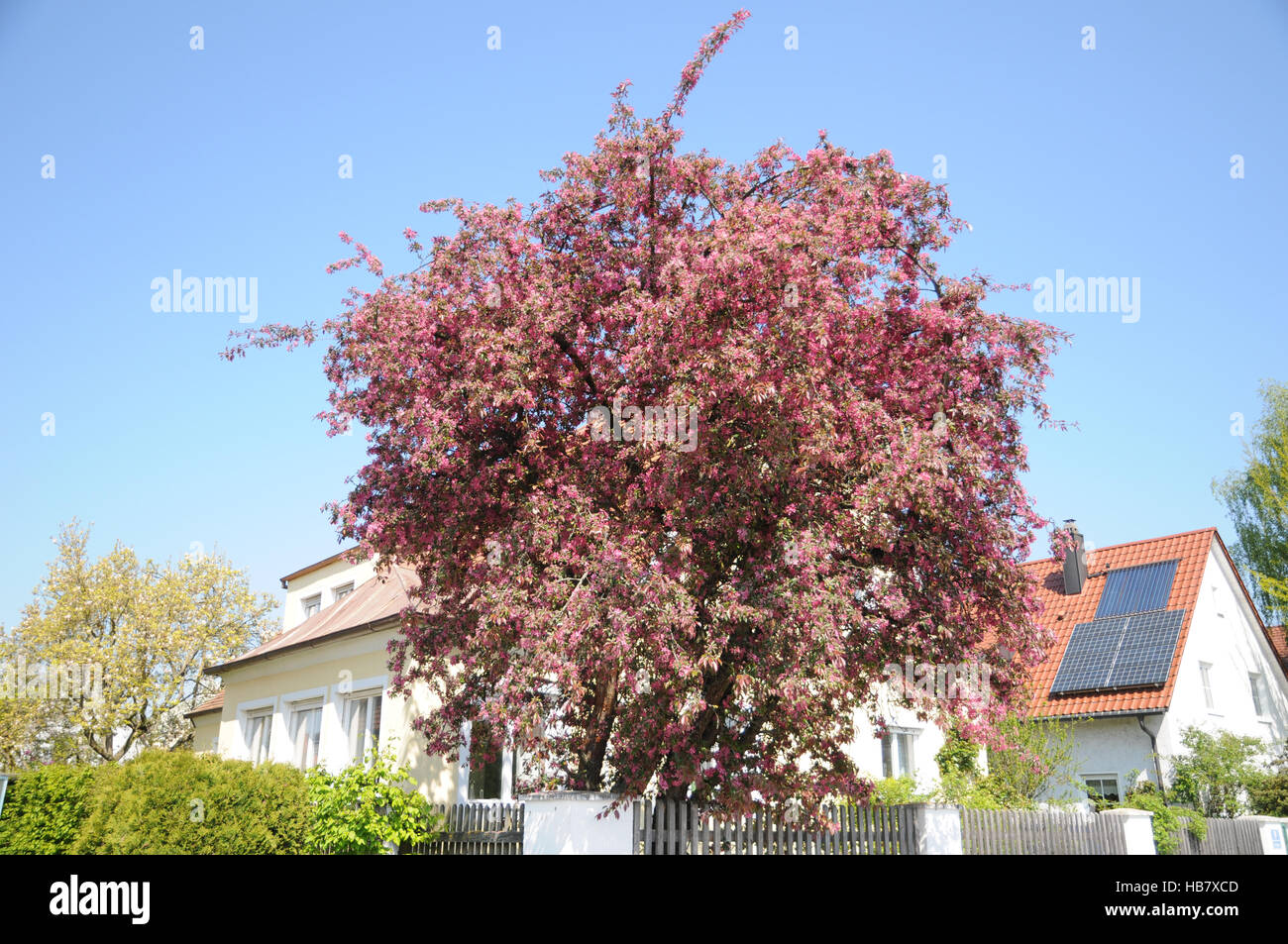 Malus x moerlandsii Profusion, Crabapple Stock Photo - Alamy
