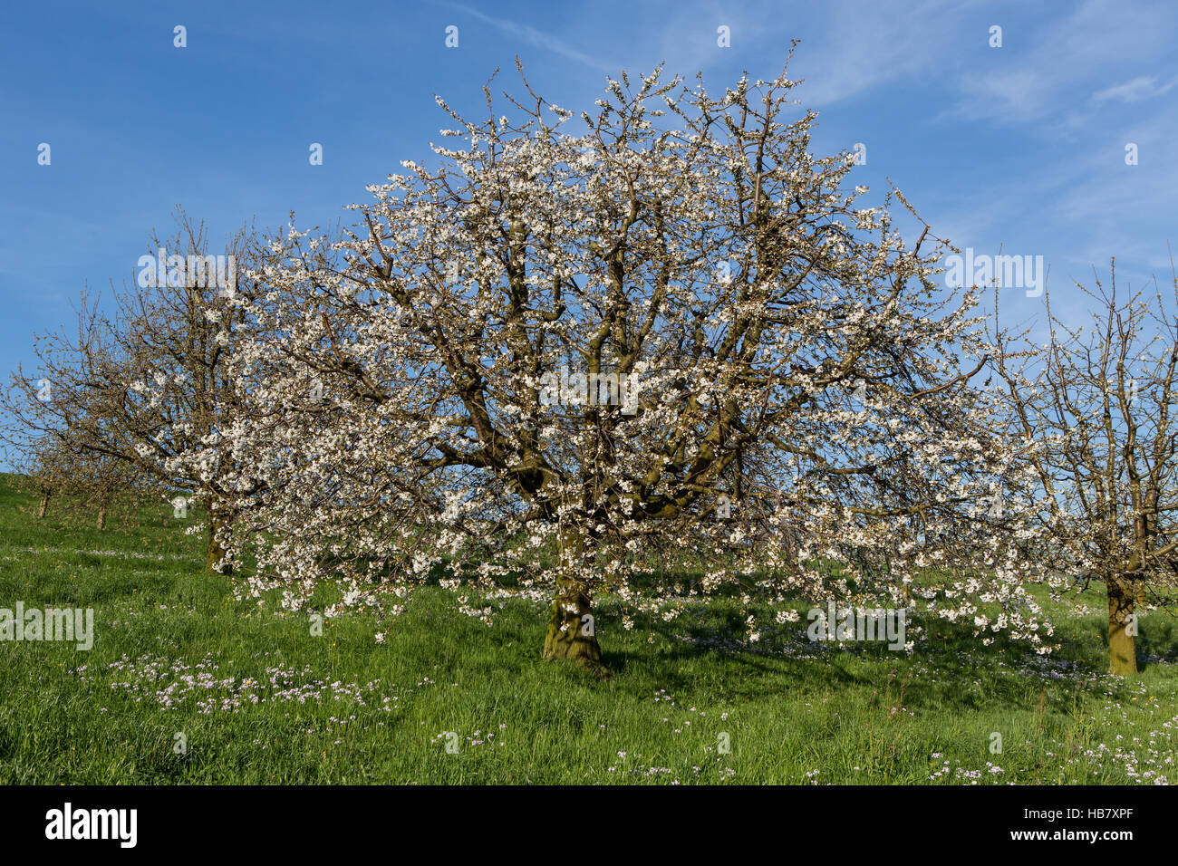 Cherry trees switzerland hi-res stock photography and images - Alamy