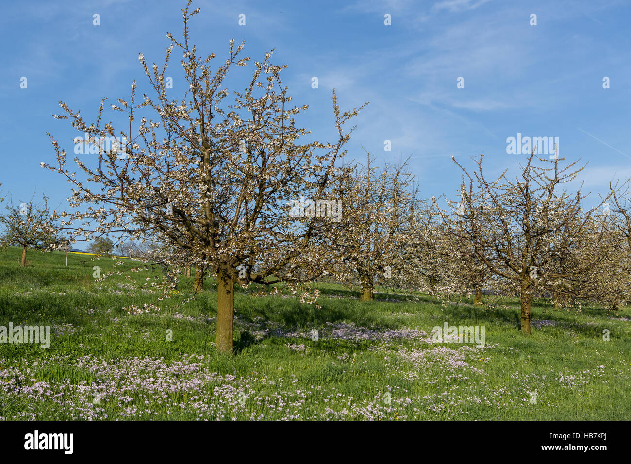 Flowering cherry trees Stock Photo - Alamy