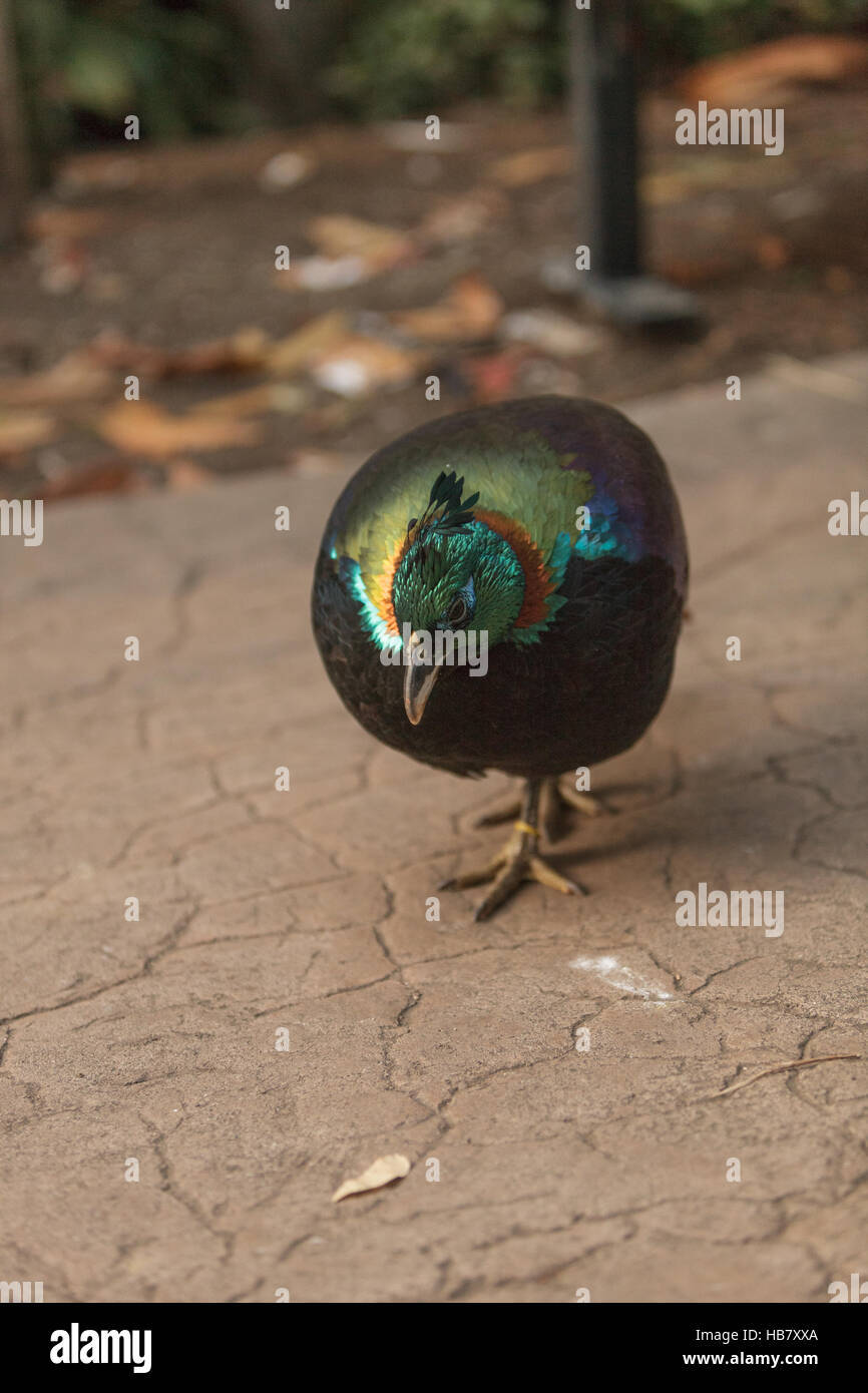 Himalayan Monal, Lophophorus impeyanus Stock Photo - Alamy