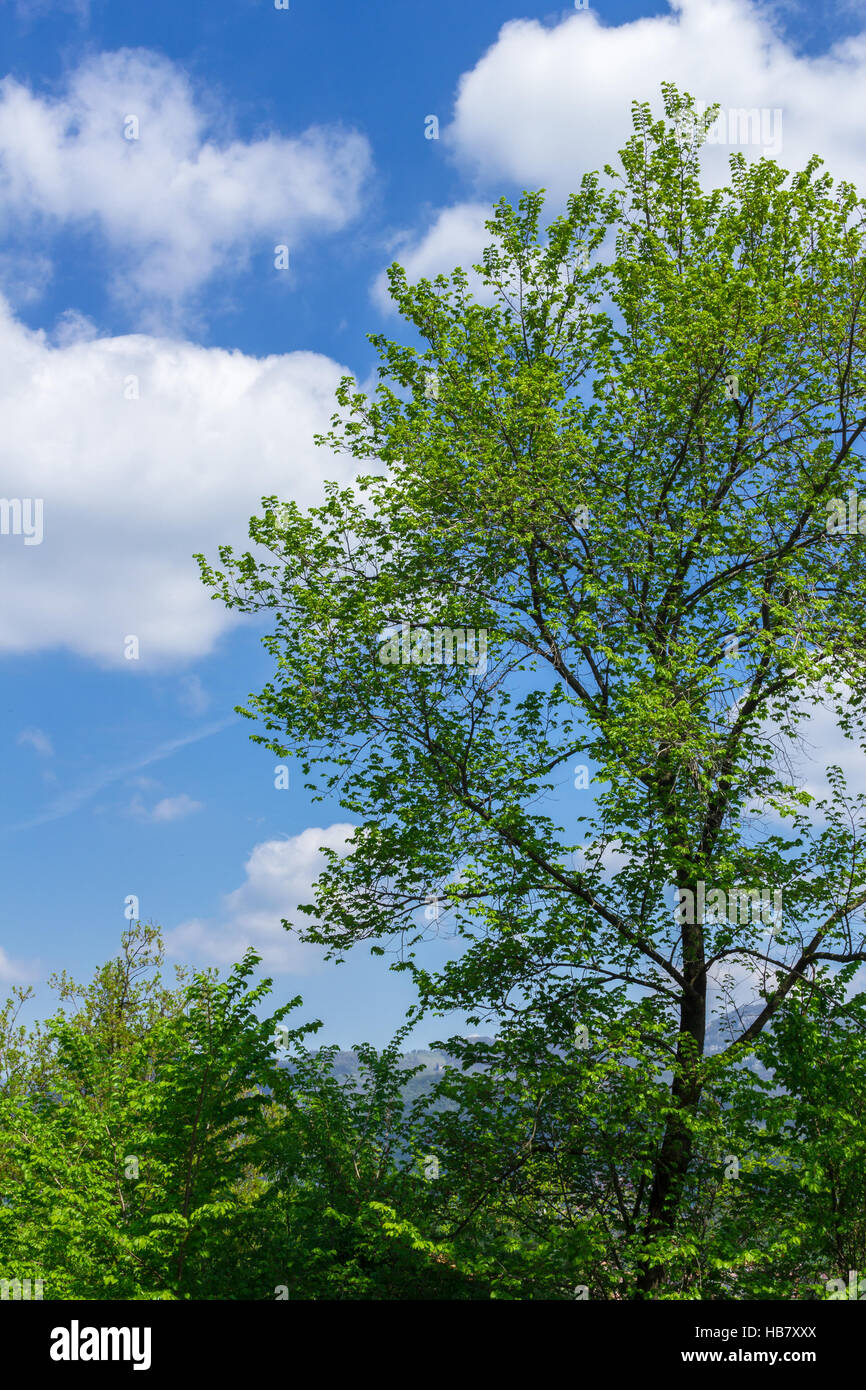 Tree and blue sky Stock Photo - Alamy