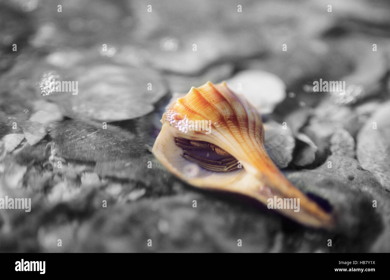 Left-handed Whelk bi-valve seashell also know as the Lightning Whelk ...