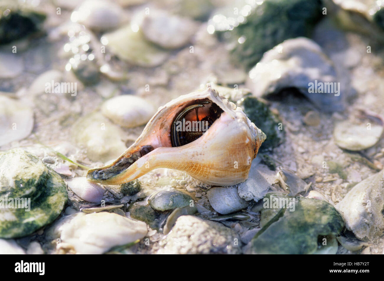 Lightning whelk hi-res stock photography and images - Alamy