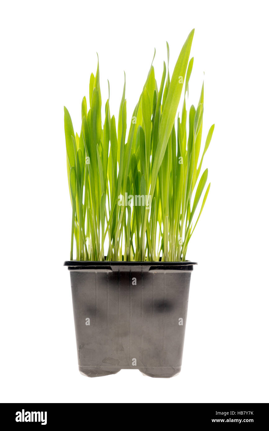 Closeup growing grass on Cut Out Stock Images & Pictures - Alamy