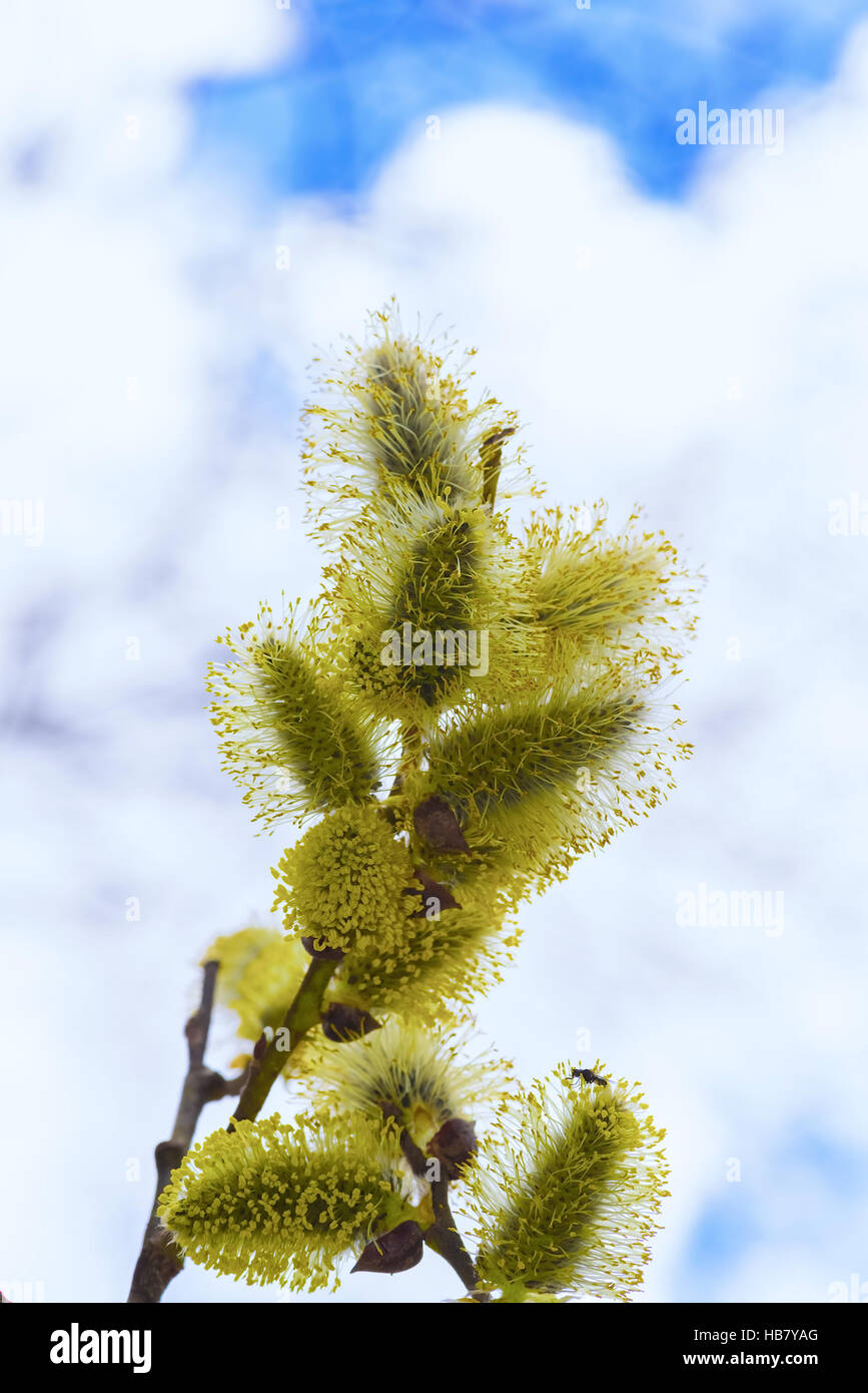Pollen fluffy hi-res stock photography and images - Alamy