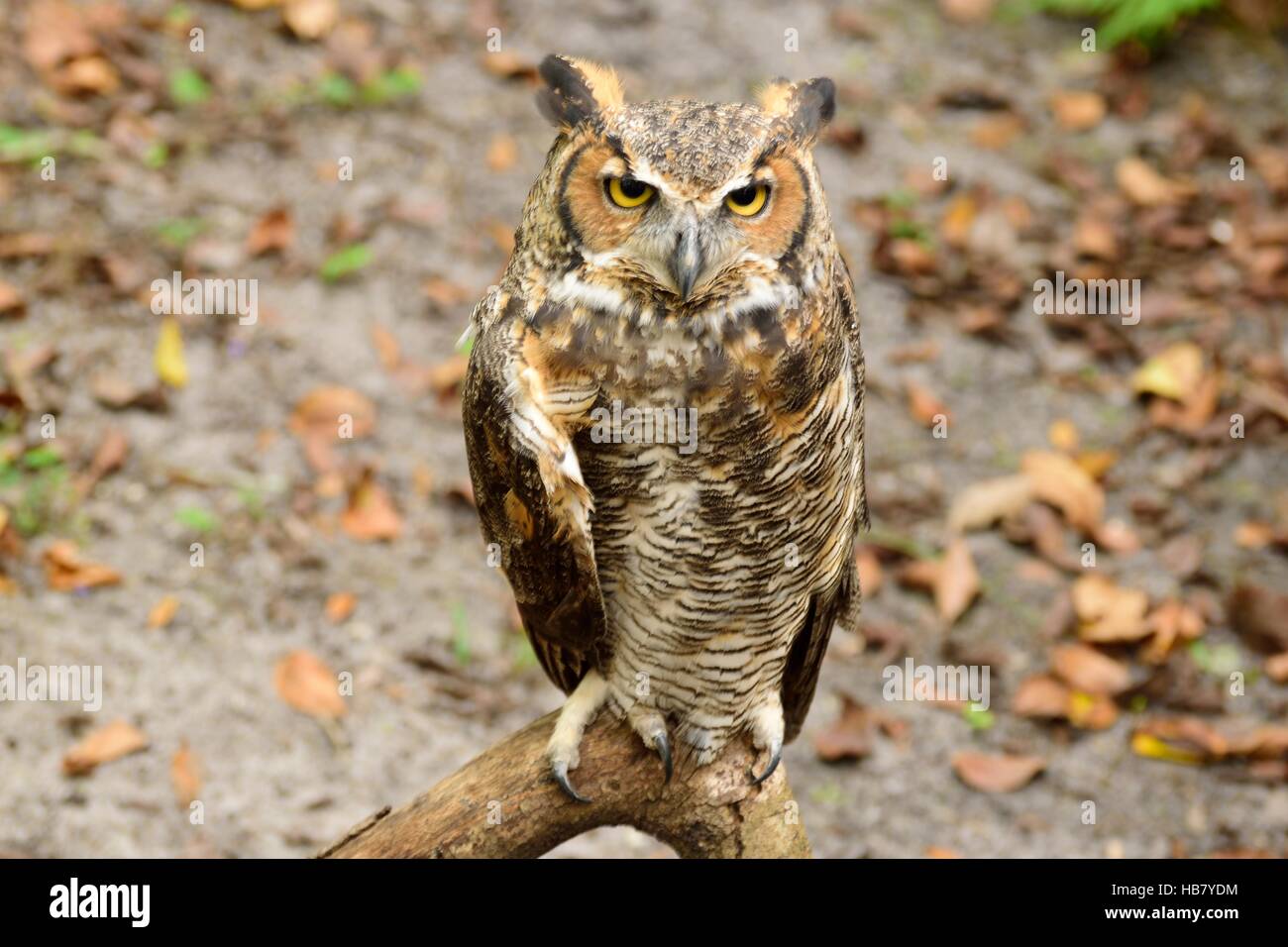 Great horned owl resting on a branch Stock Photo - Alamy