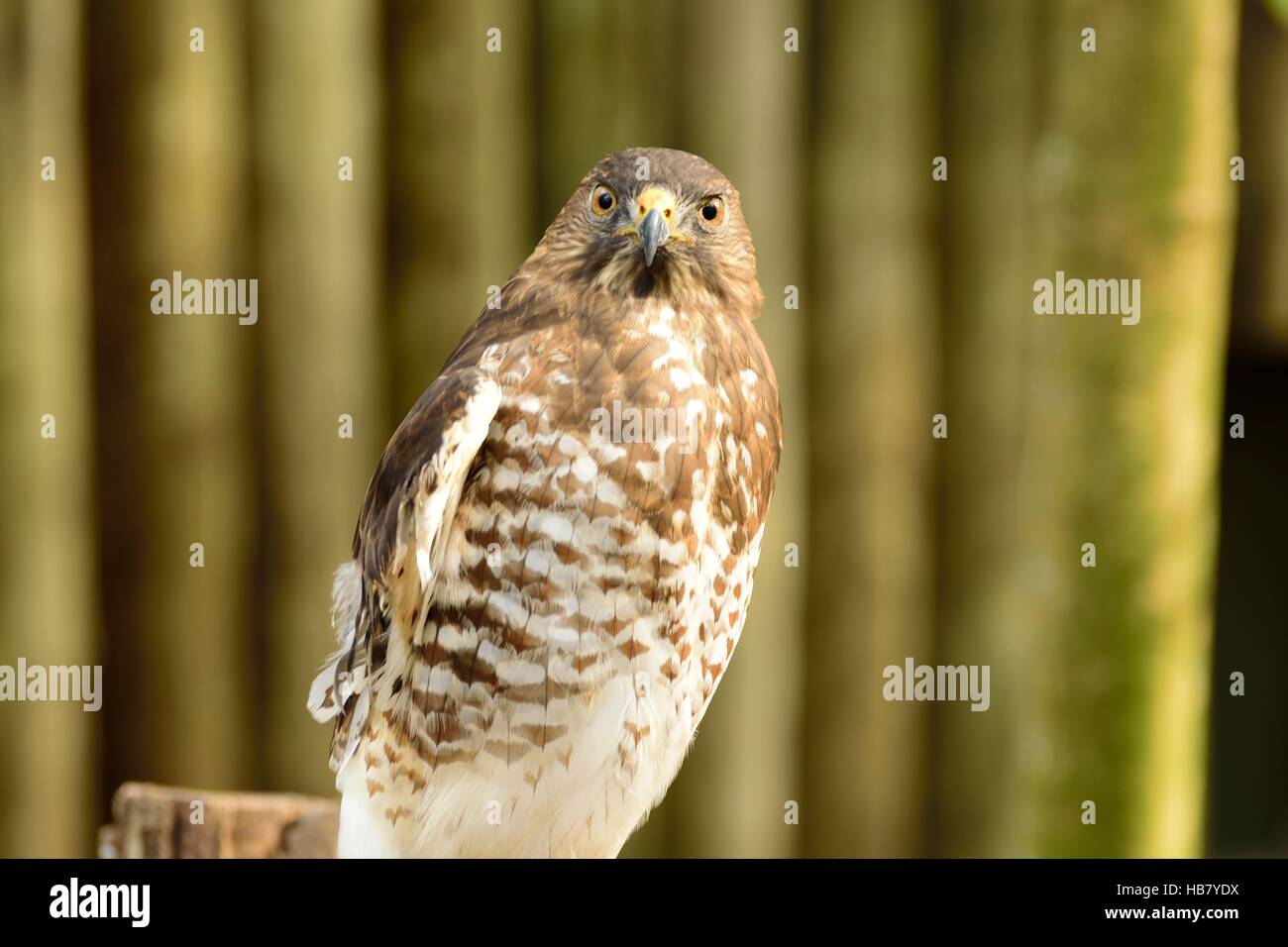 Beautiful American Red tailed hawk looking curious Stock Photo - Alamy