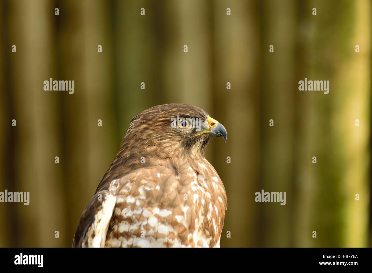 Profile of a beautiful American red tailed hawk Stock Photo - Alamy