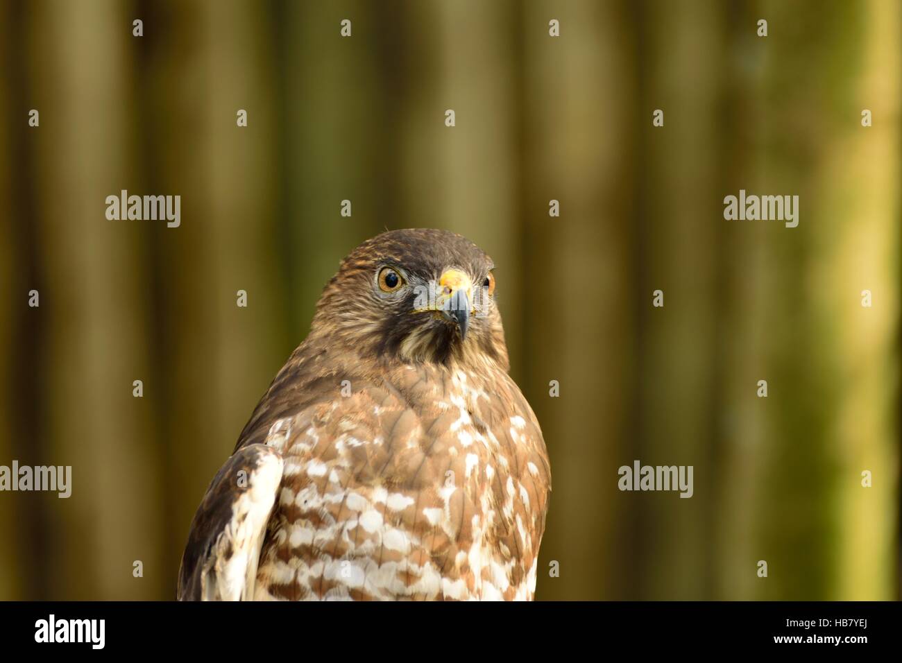 Beautiful American Red tailed hawk looking curious Stock Photo - Alamy