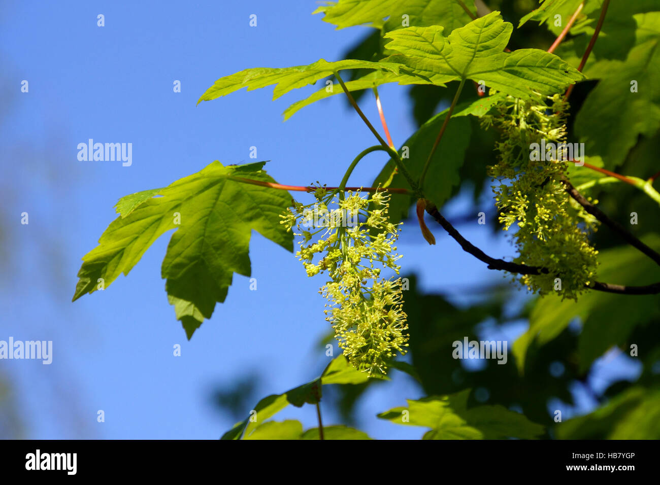 Great maple hi-res stock photography and images - Alamy