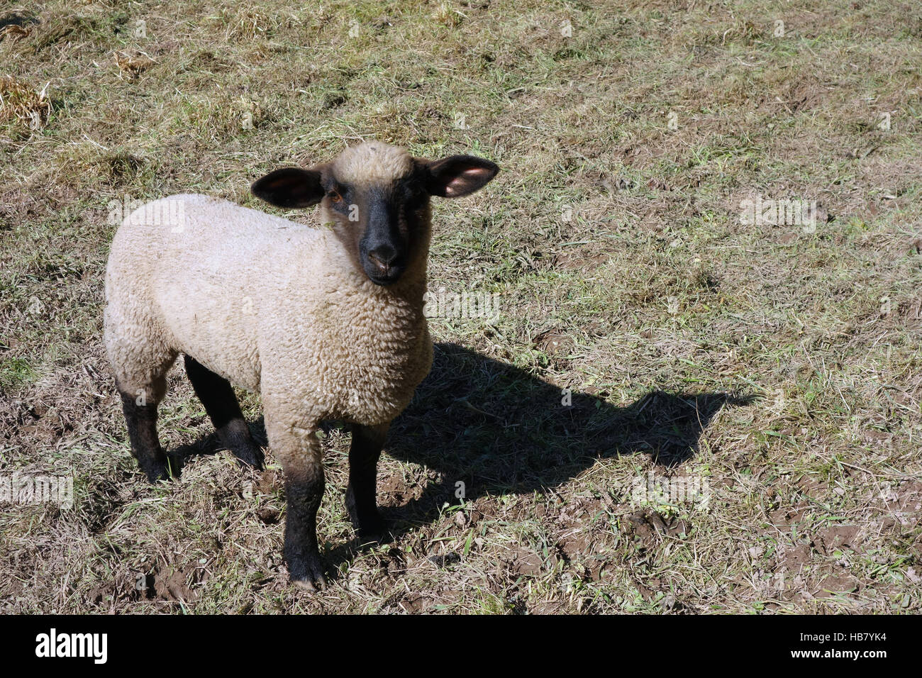 Lamm symbol hi-res stock photography and images - Alamy