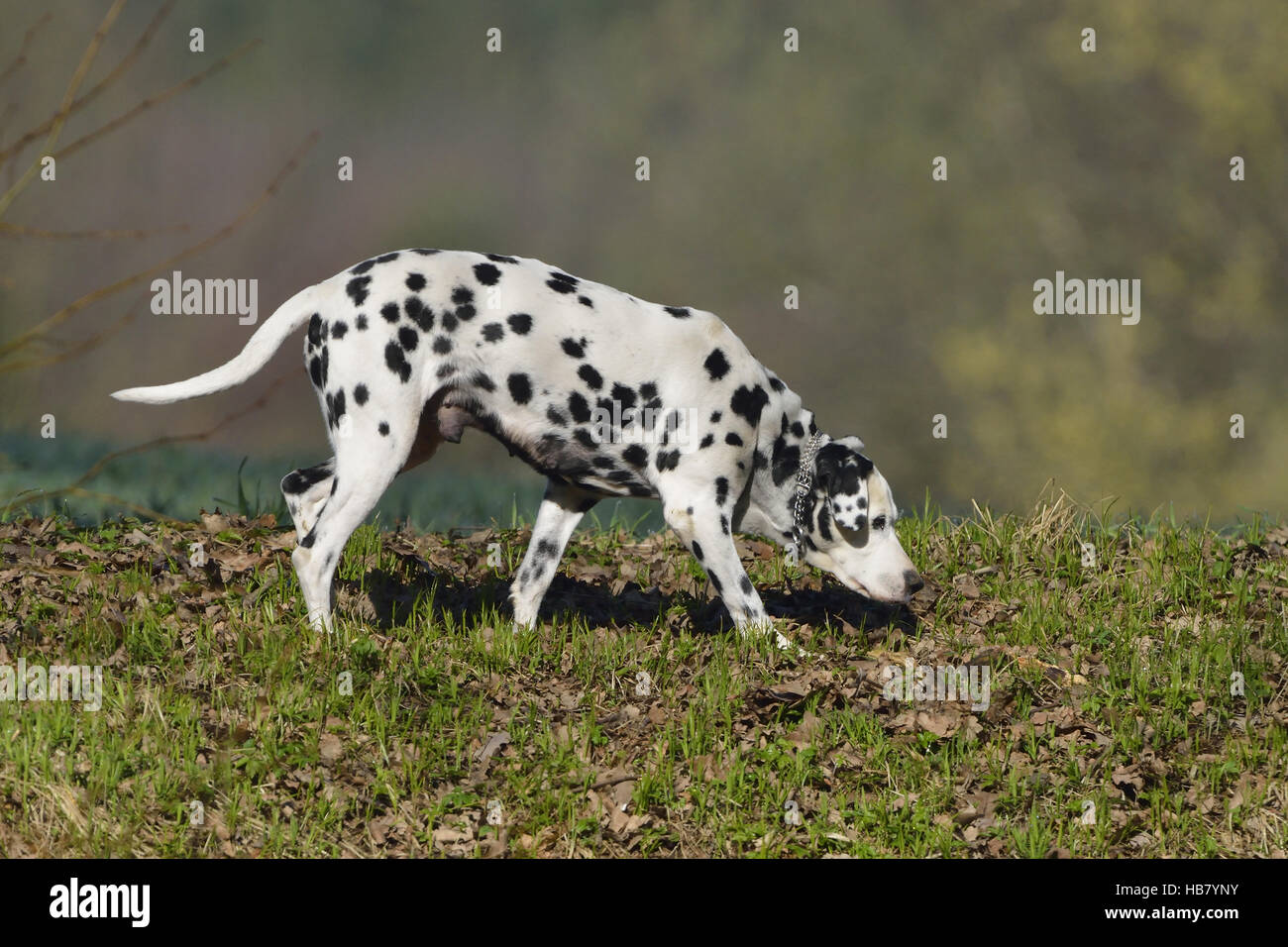 Dalmatian outside black and white hi-res stock photography and images ...
