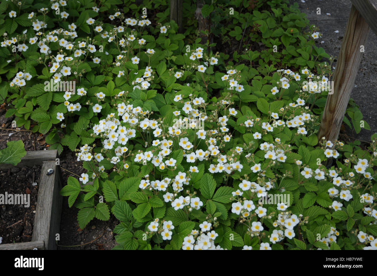 Fragaria vesca, Strawberry Stock Photo - Alamy