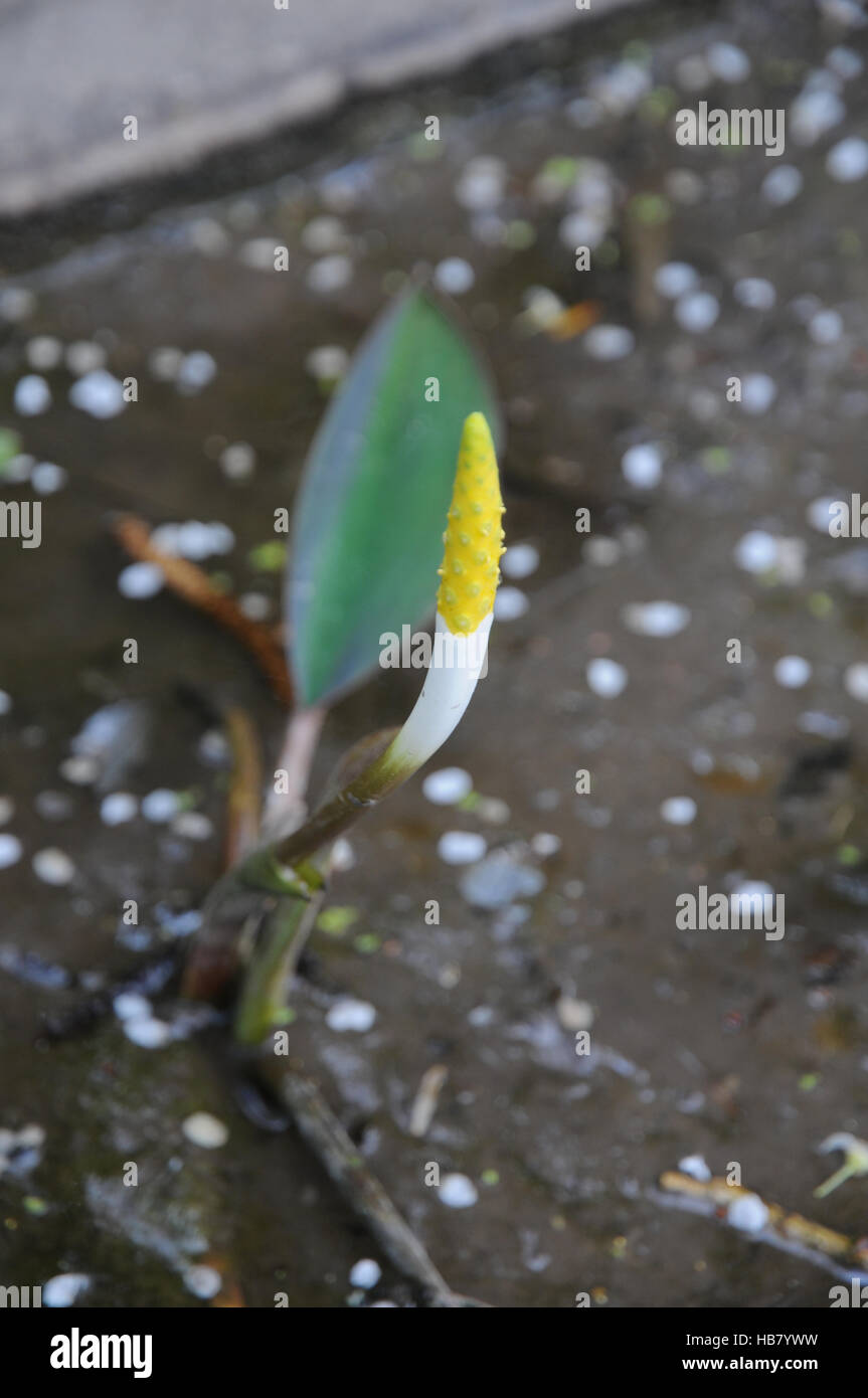 Orontium golden club hi-res stock photography and images - Alamy