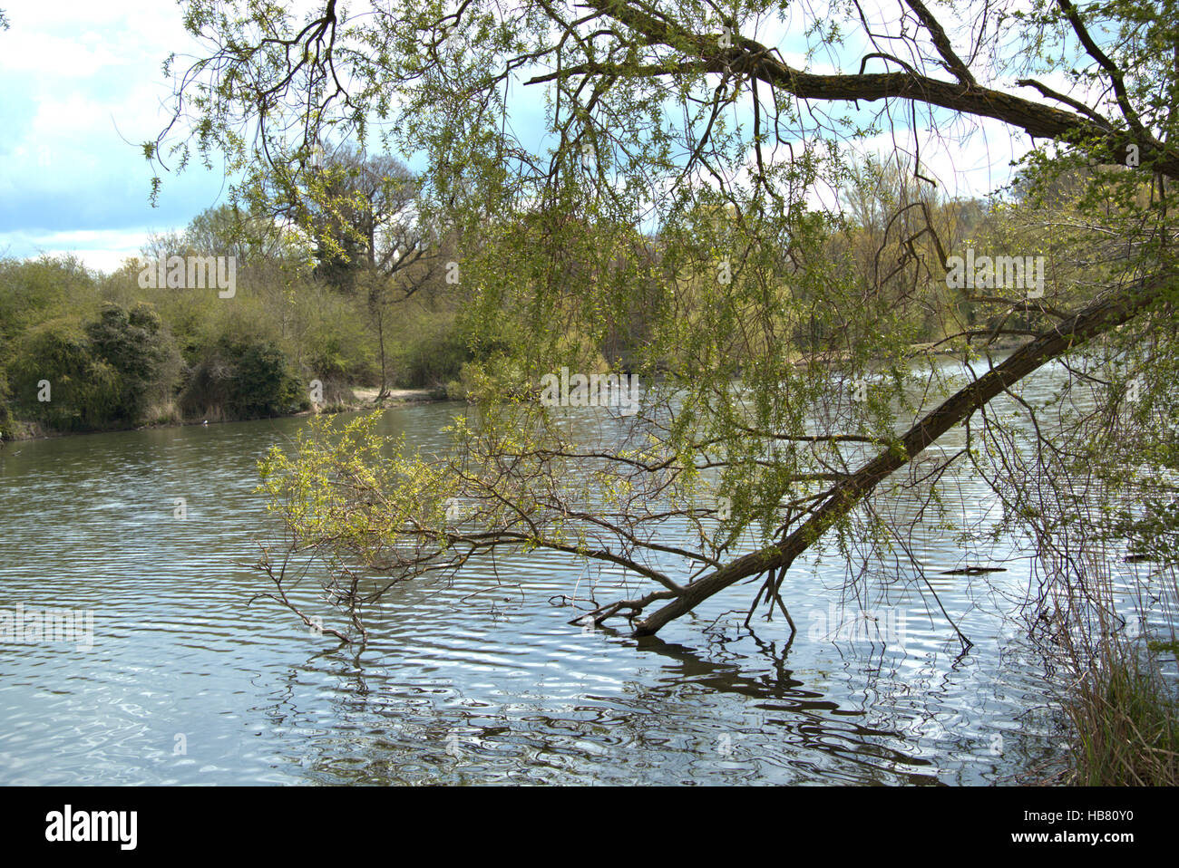 Mote Park Stock Photos & Mote Park Stock Images - Alamy