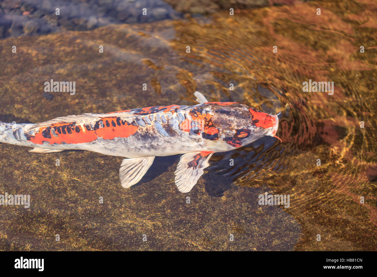Cyprinus haematopterus hi-res stock photography and images - Alamy