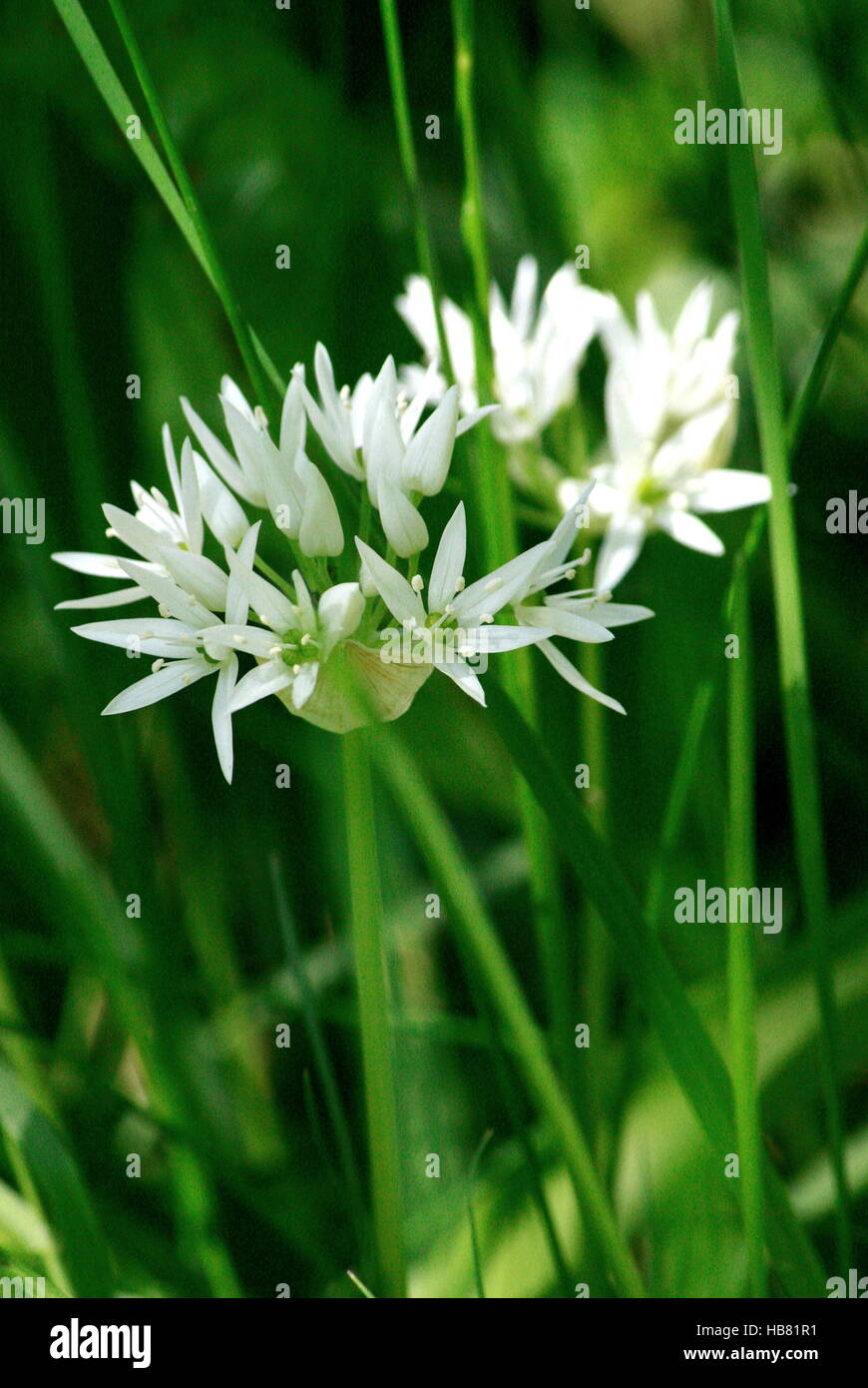 Flower ramsons hi-res stock photography and images - Alamy