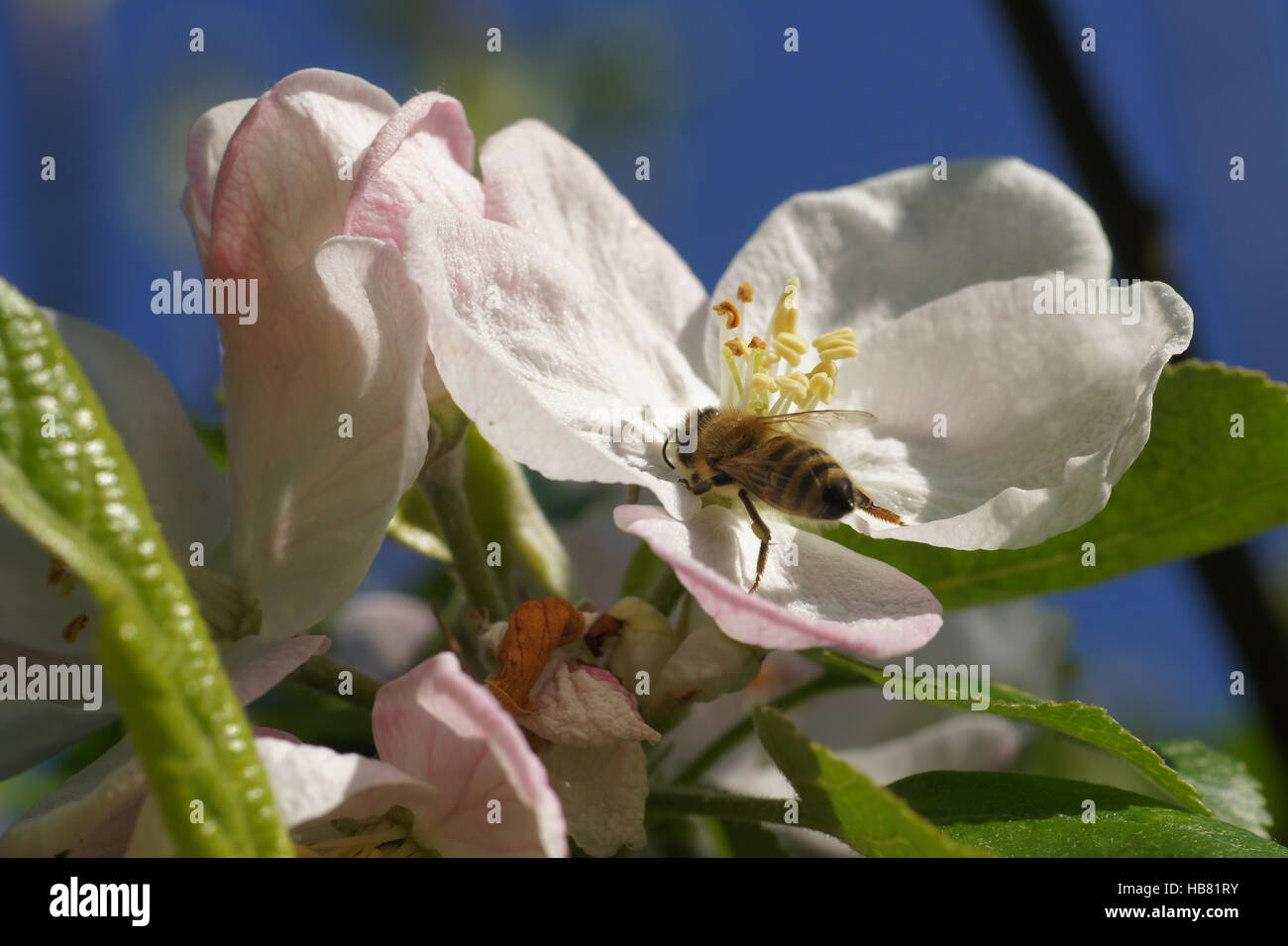 Malus domestica, Apple, with bee Stock Photo - Alamy