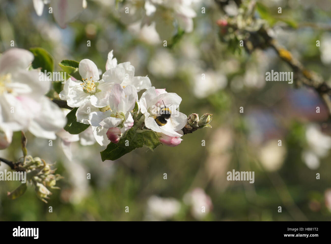 Malus domestica, Apple, with bumble bee Stock Photo - Alamy