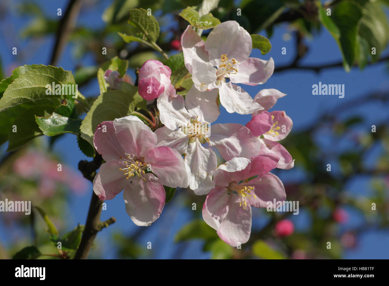 Malus domestica, Apple Stock Photo - Alamy